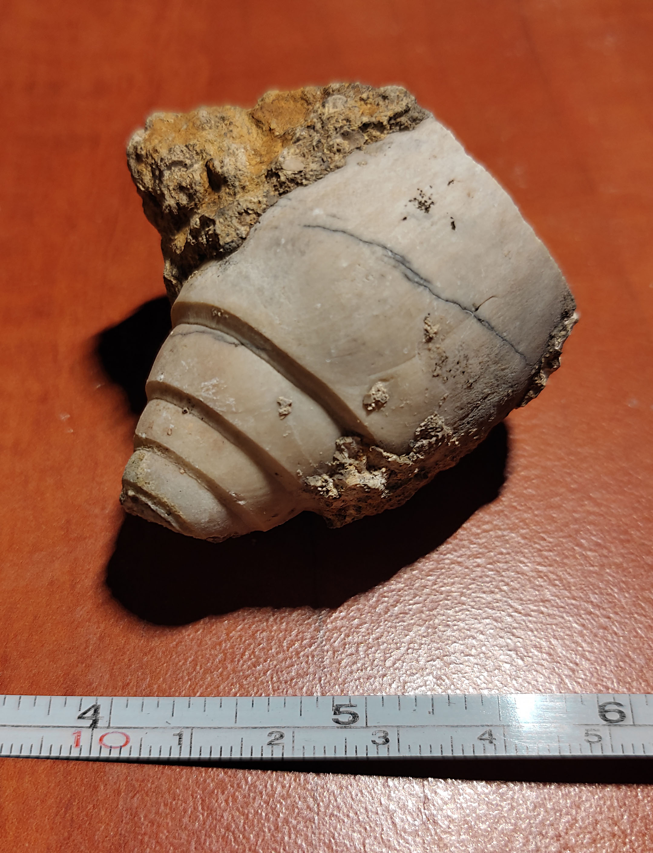 Cretaceous of Boeotia, Central Greece - Fossil Hunting Trips - The ...