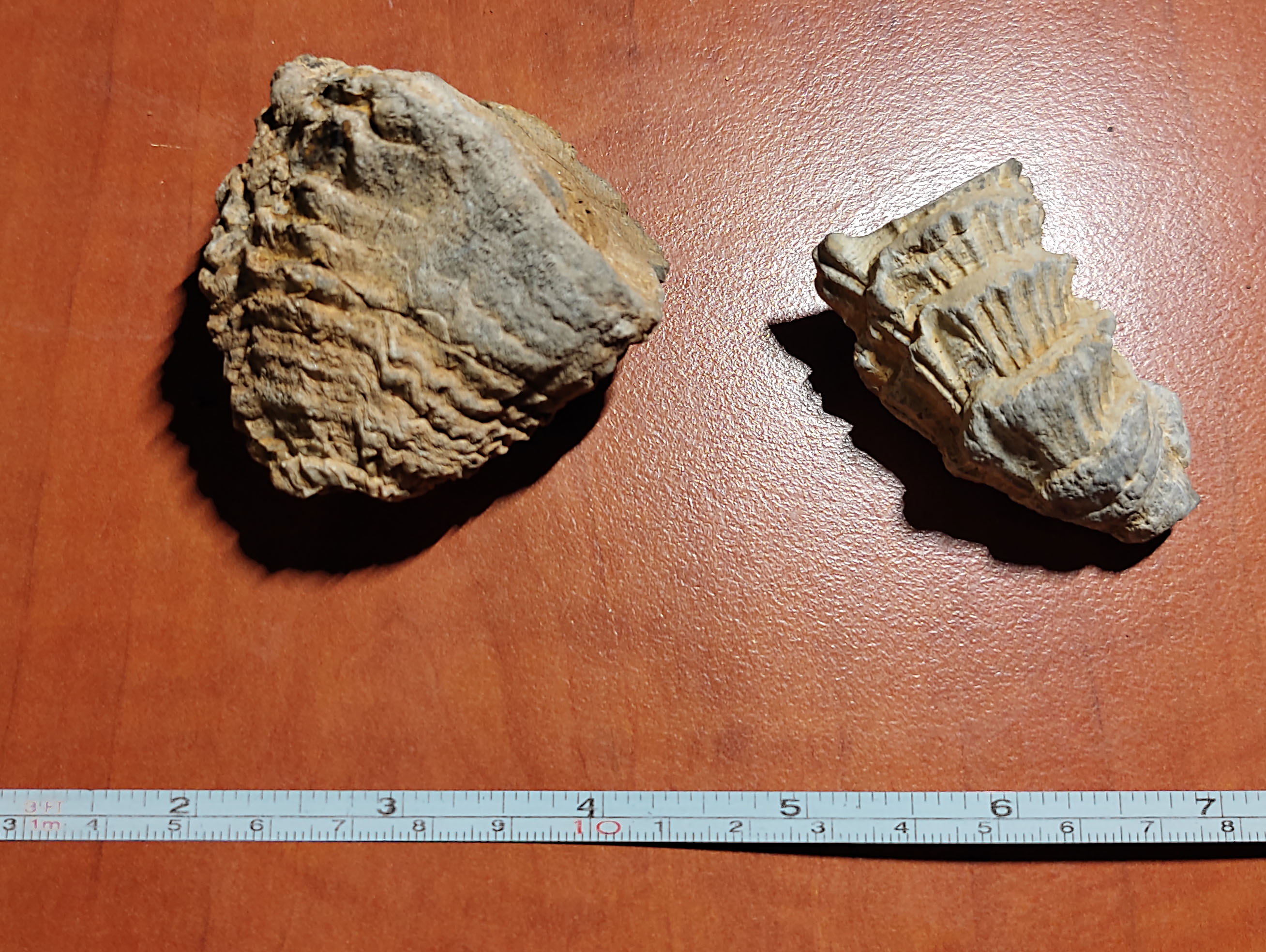 Cretaceous of Boeotia, Central Greece - Fossil Hunting Trips - The ...