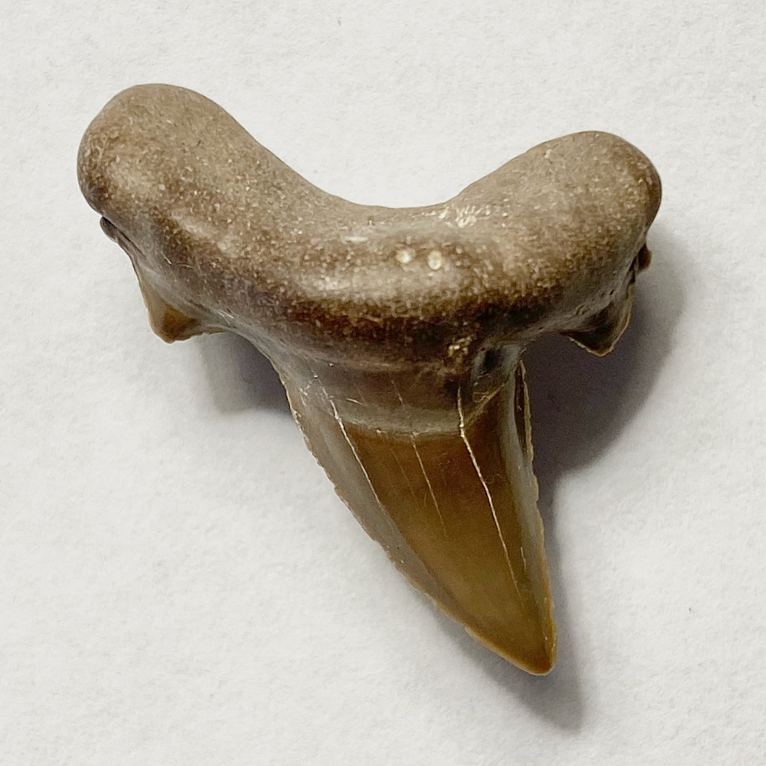 Cardabiodon? - Fossil ID - The Fossil Forum