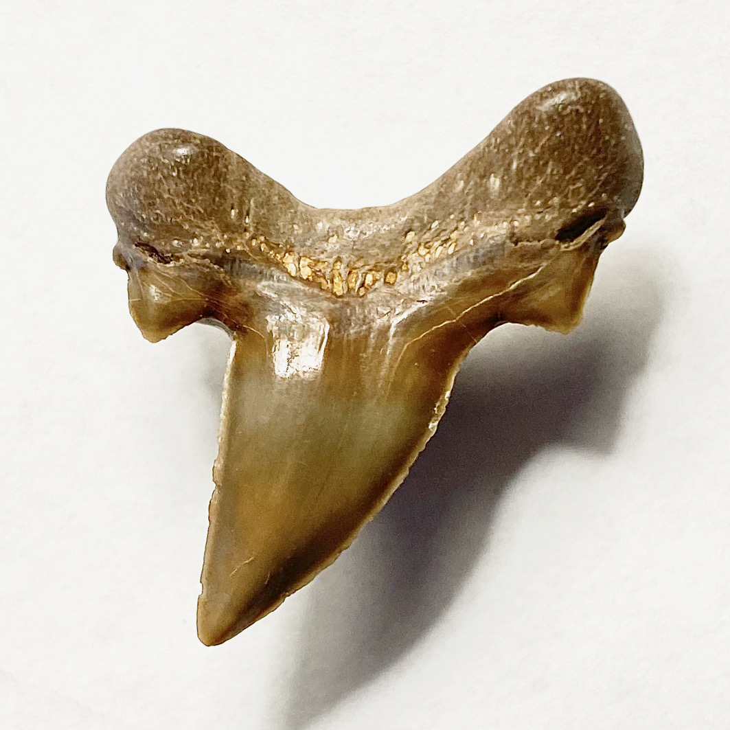 Cardabiodon? - Fossil ID - The Fossil Forum