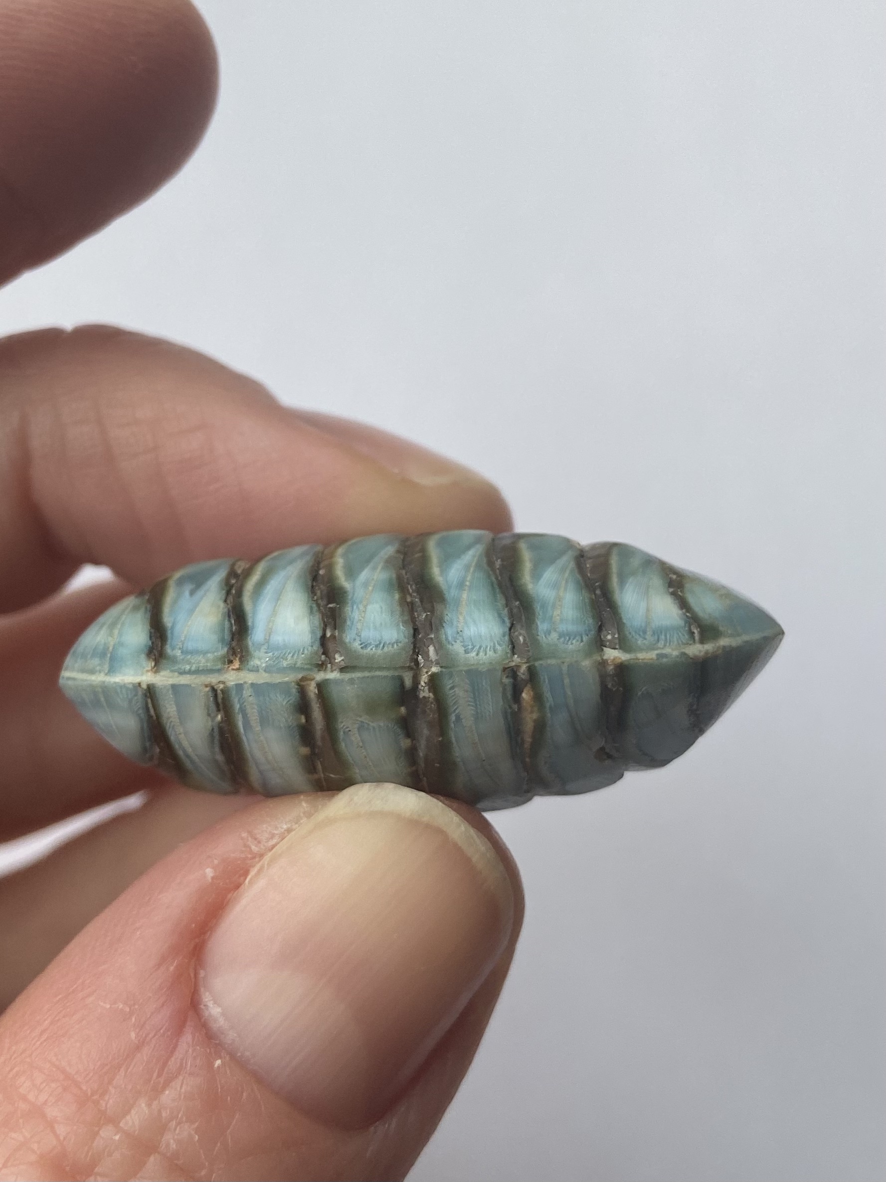 Help identifying very unusual strange fossil - Fossil ID - The Fossil Forum