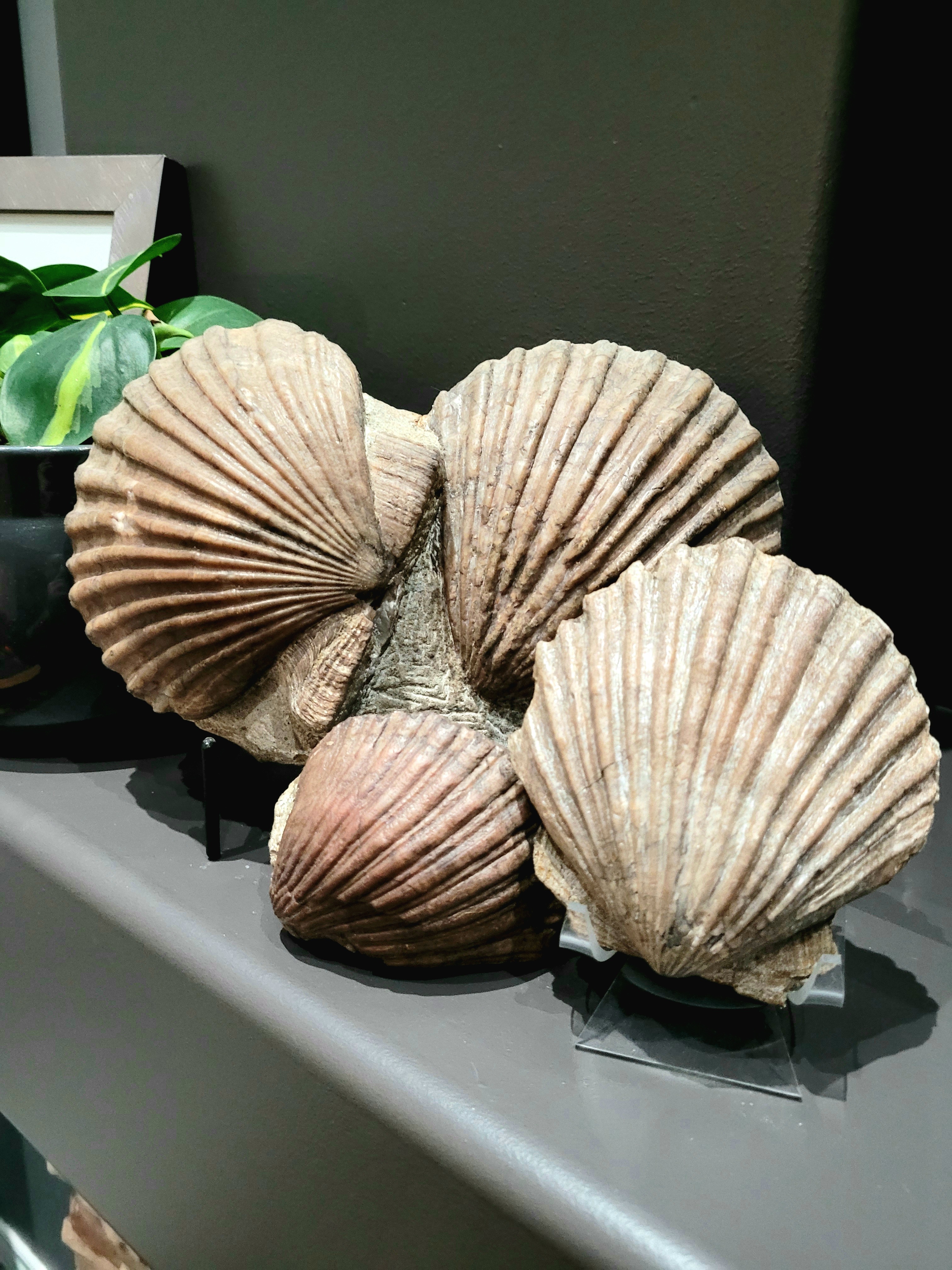 To seal or not to seal; Paraloid preparation - Fossil Preparation - The ...