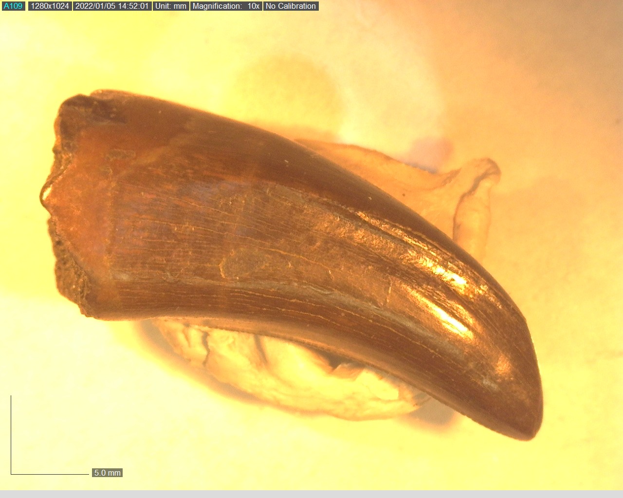 Theropod Tooth Identification - Fossil ID - The Fossil Forum