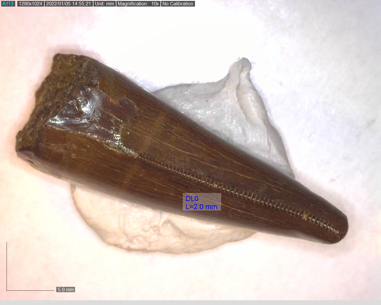Theropod Tooth Identification - Fossil ID - The Fossil Forum