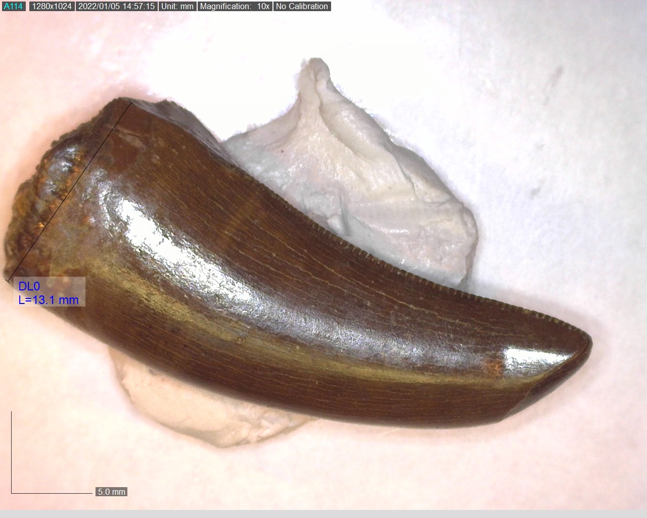 Theropod Tooth Identification - Fossil ID - The Fossil Forum