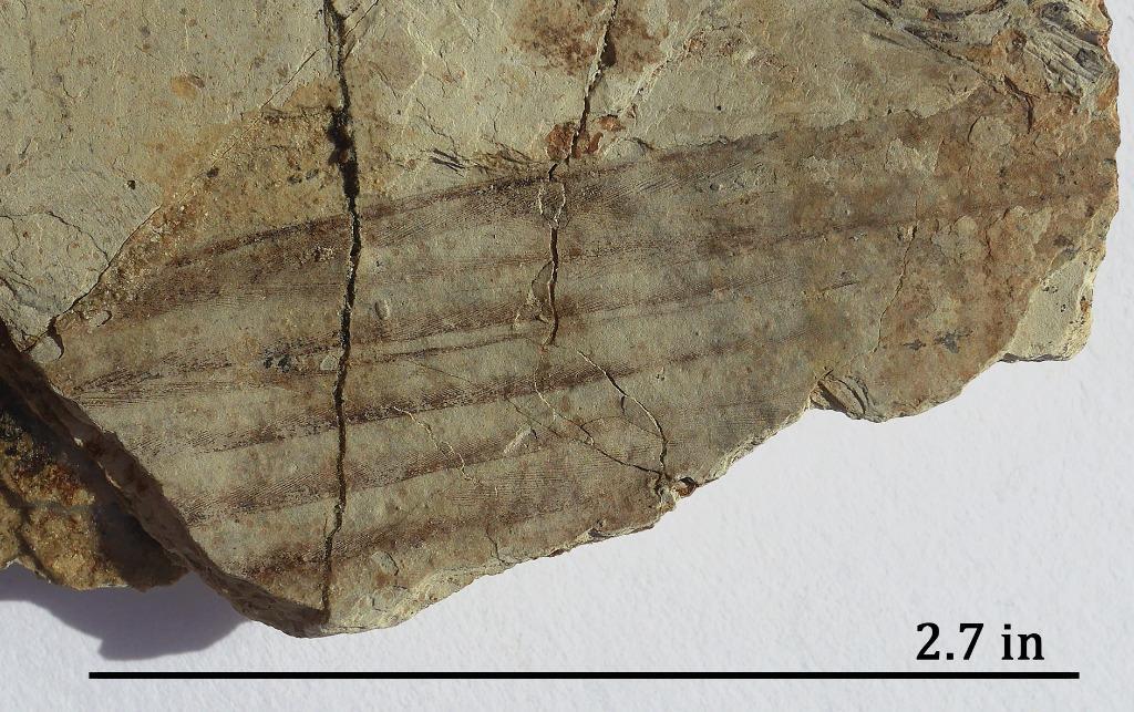 Cretaceous feather - - Fossil ID - The Fossil Forum