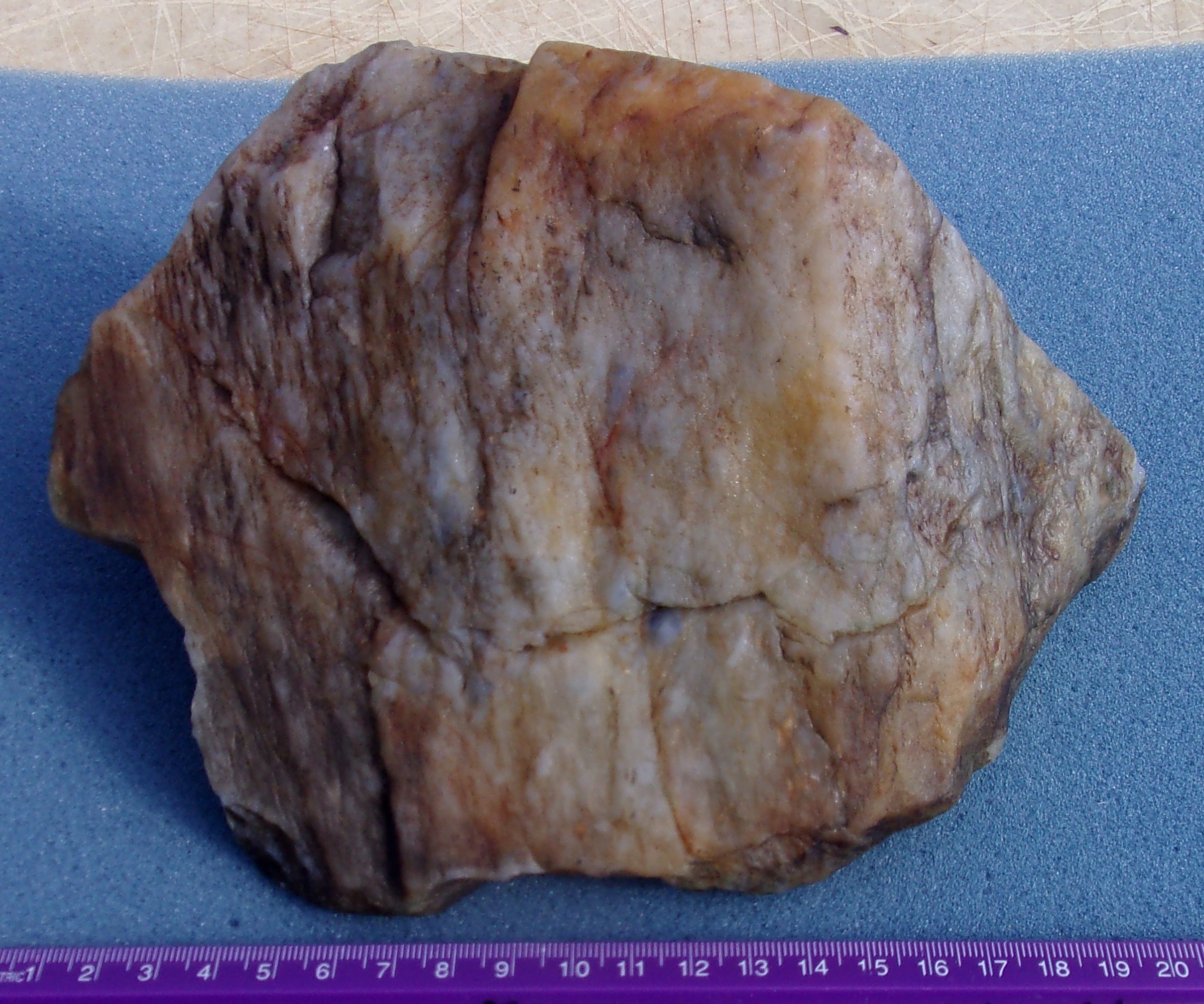 Mammoth Foot, Toe nail, or what? - Fossil ID - The Fossil Forum