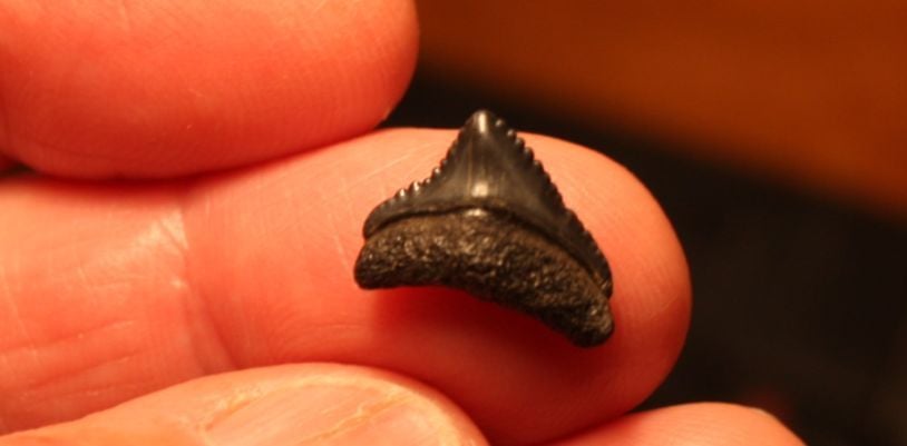 Juvenile/Baby Meg Tooth? - Fossil ID - The Fossil Forum