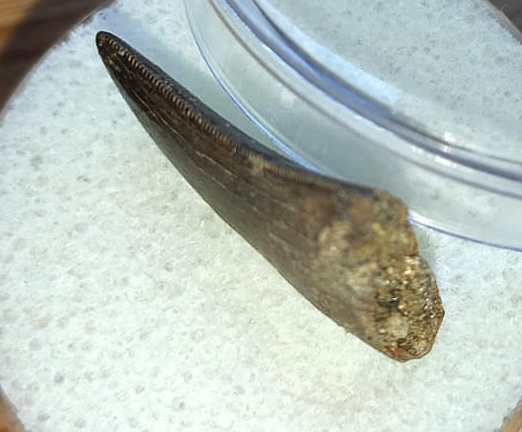 Theropod tooth - Fossil ID - The Fossil Forum