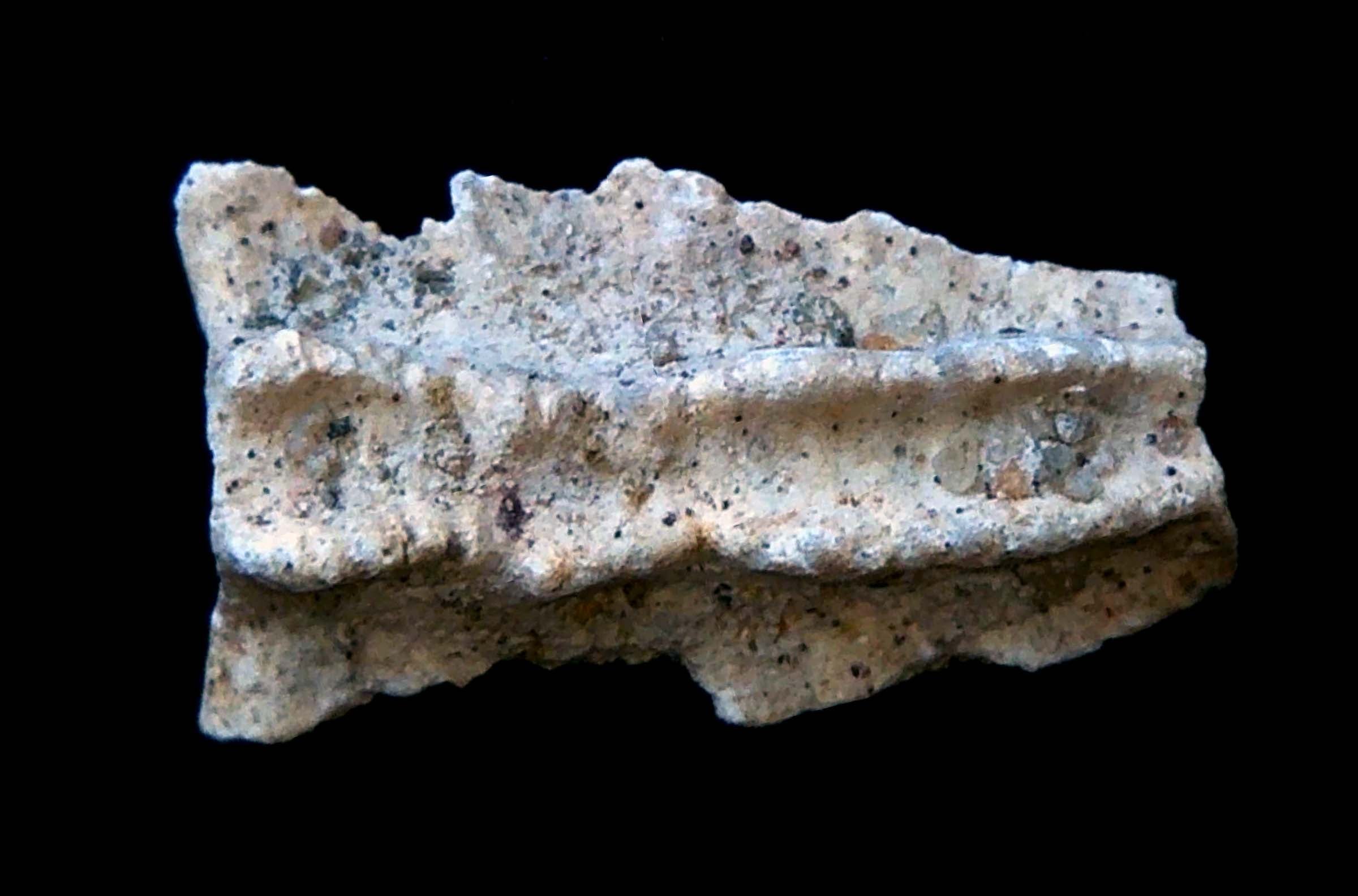 Tube Worm - Annelids - The Fossil Forum