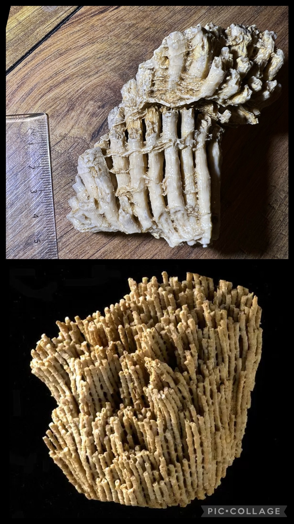 Syringopora? - Fossil ID - The Fossil Forum