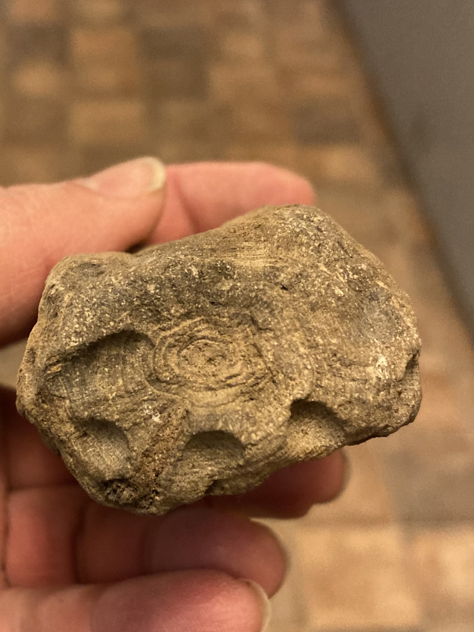 Fossil wood … bamboo? (Myrtle Beach) - Fossil ID - The Fossil Forum