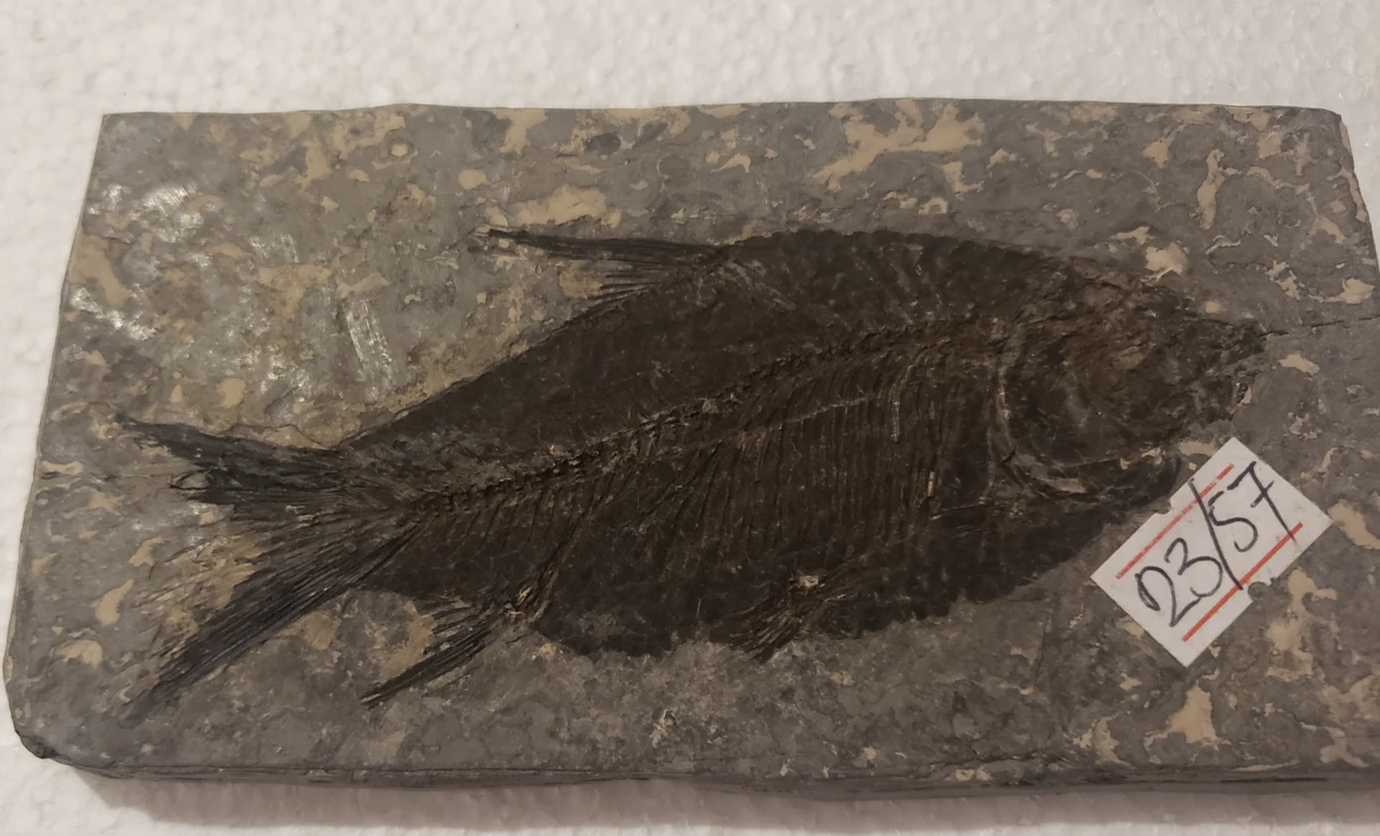Mystery Fish - Fossil ID - The Fossil Forum