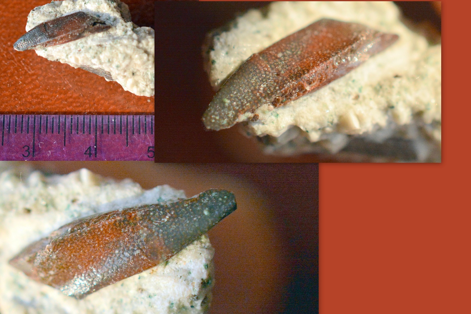Mississippian Fish Teeth #3 Deltodus - Fossil Hunting Trips - The ...