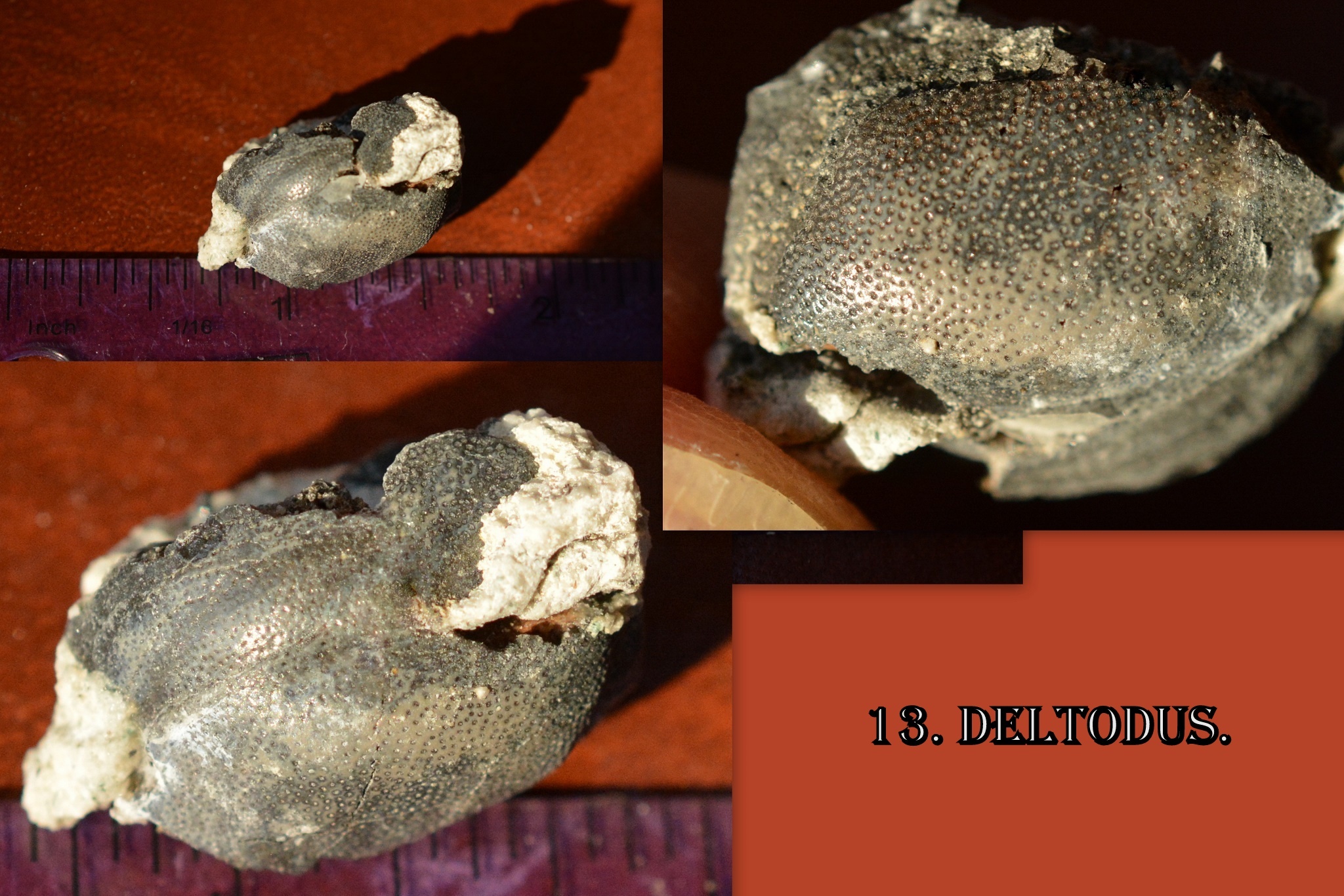 Mississippian Fish Teeth #3 Deltodus - Fossil Hunting Trips - The ...