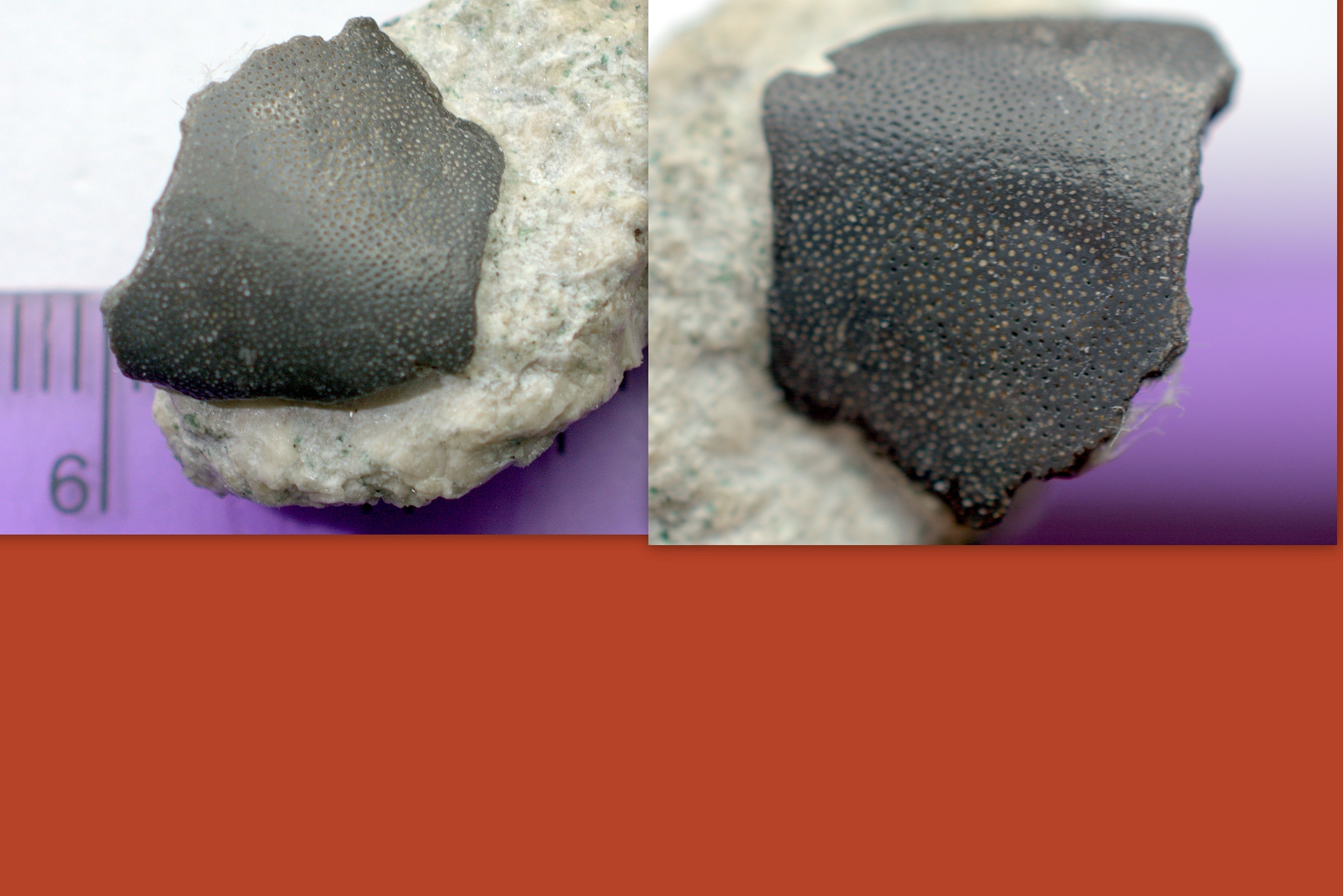 Mississippian Fish Teeth #3 Deltodus - Fossil Hunting Trips - The ...