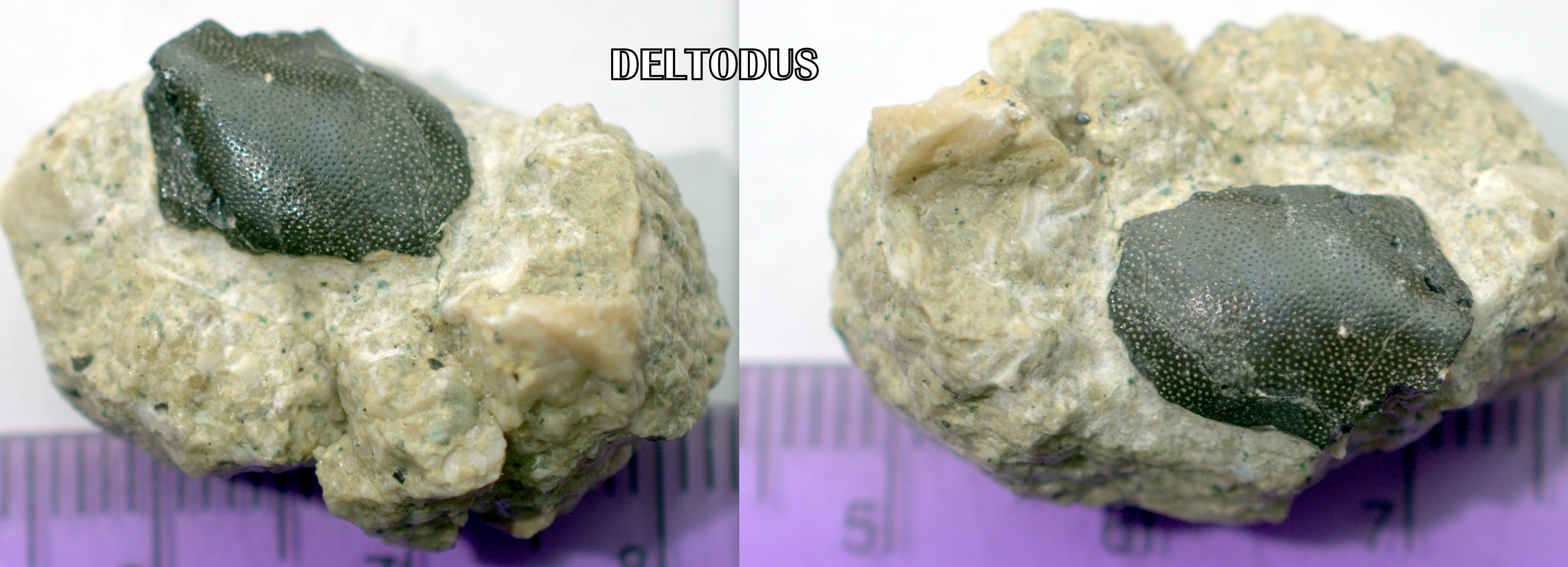 Mississippian Fish Teeth #3 Deltodus - Fossil Hunting Trips - The ...
