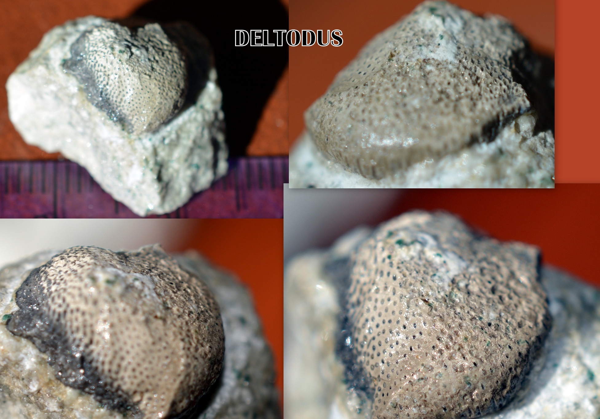 Mississippian Fish Teeth #3 Deltodus - Fossil Hunting Trips - The ...