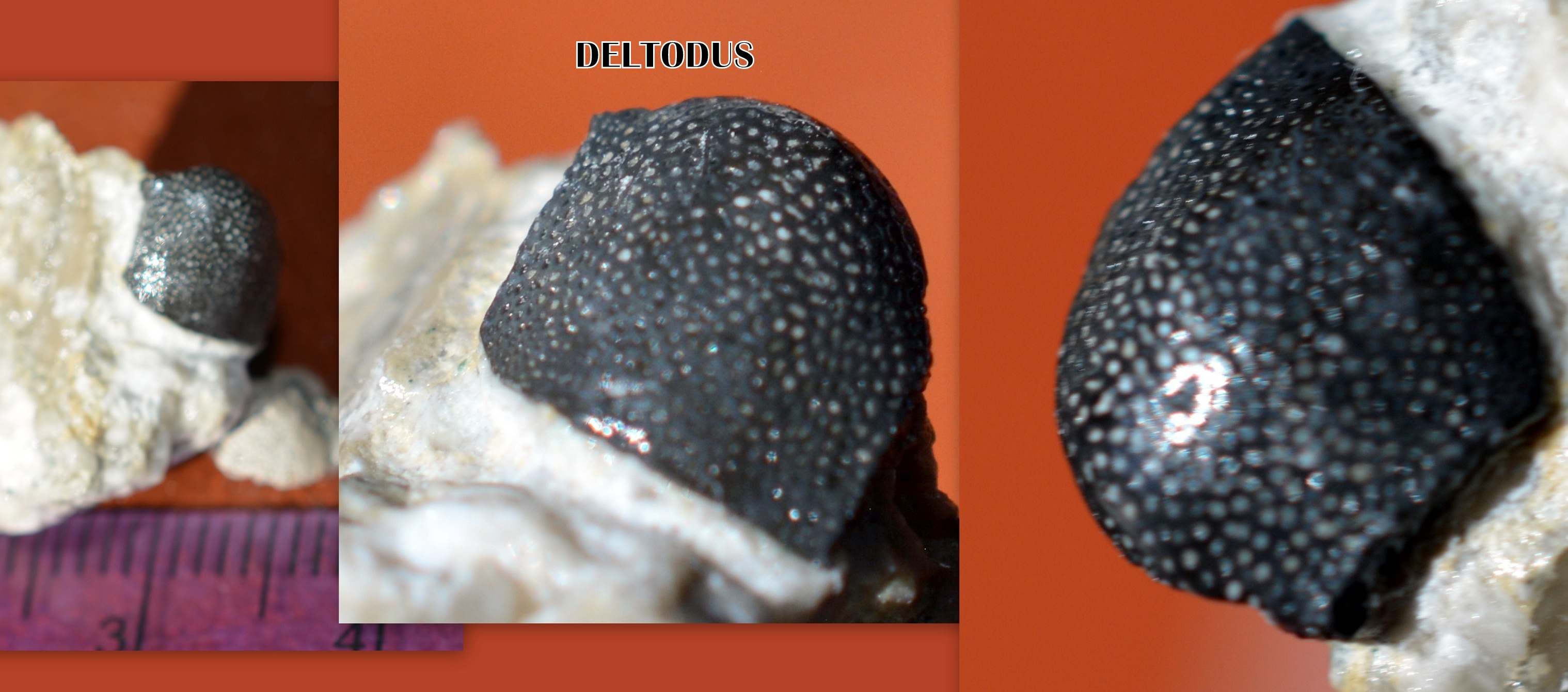 Mississippian Fish Teeth #3 Deltodus - Fossil Hunting Trips - The ...