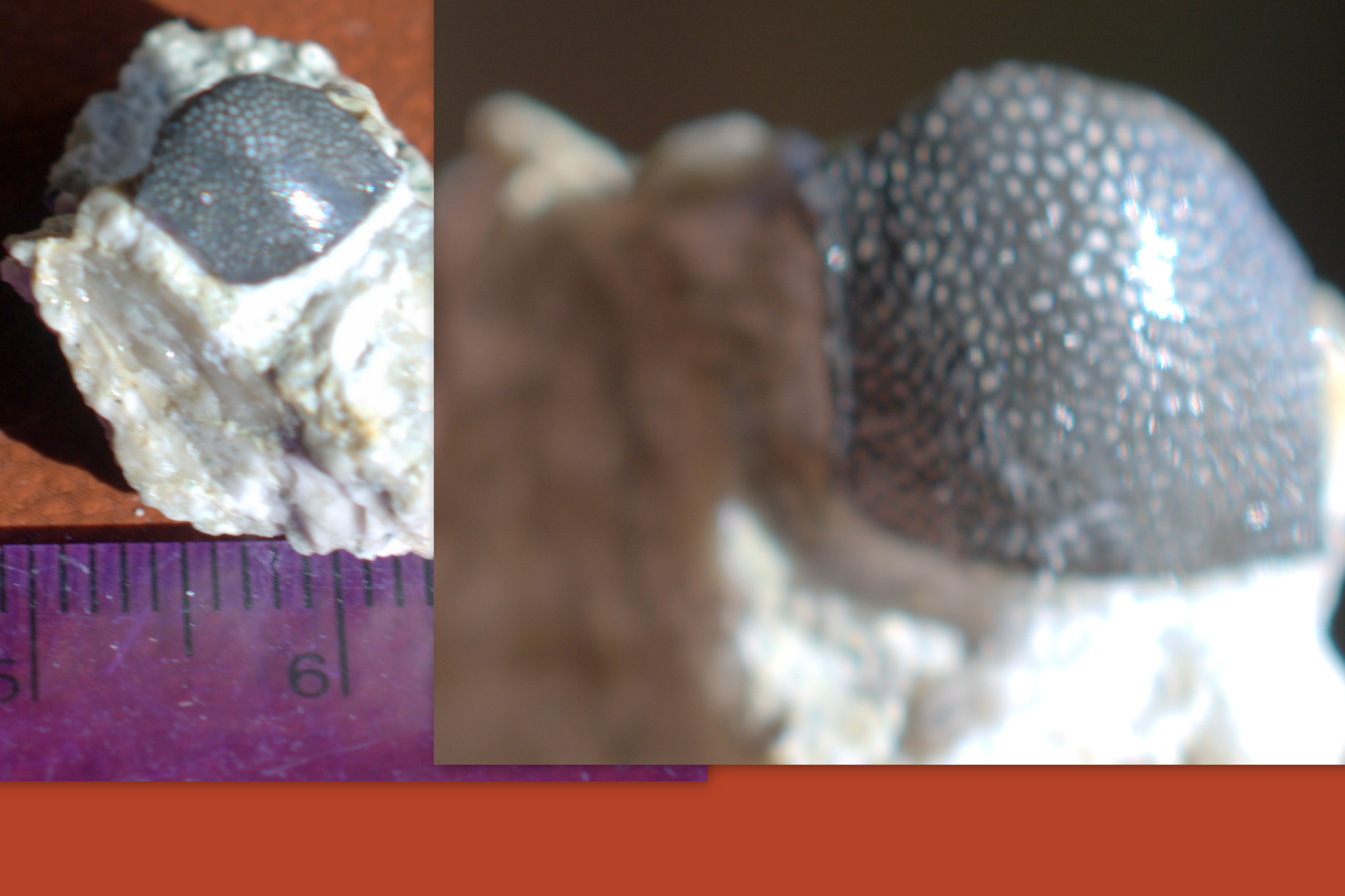 Mississippian Fish Teeth #3 Deltodus - Fossil Hunting Trips - The ...