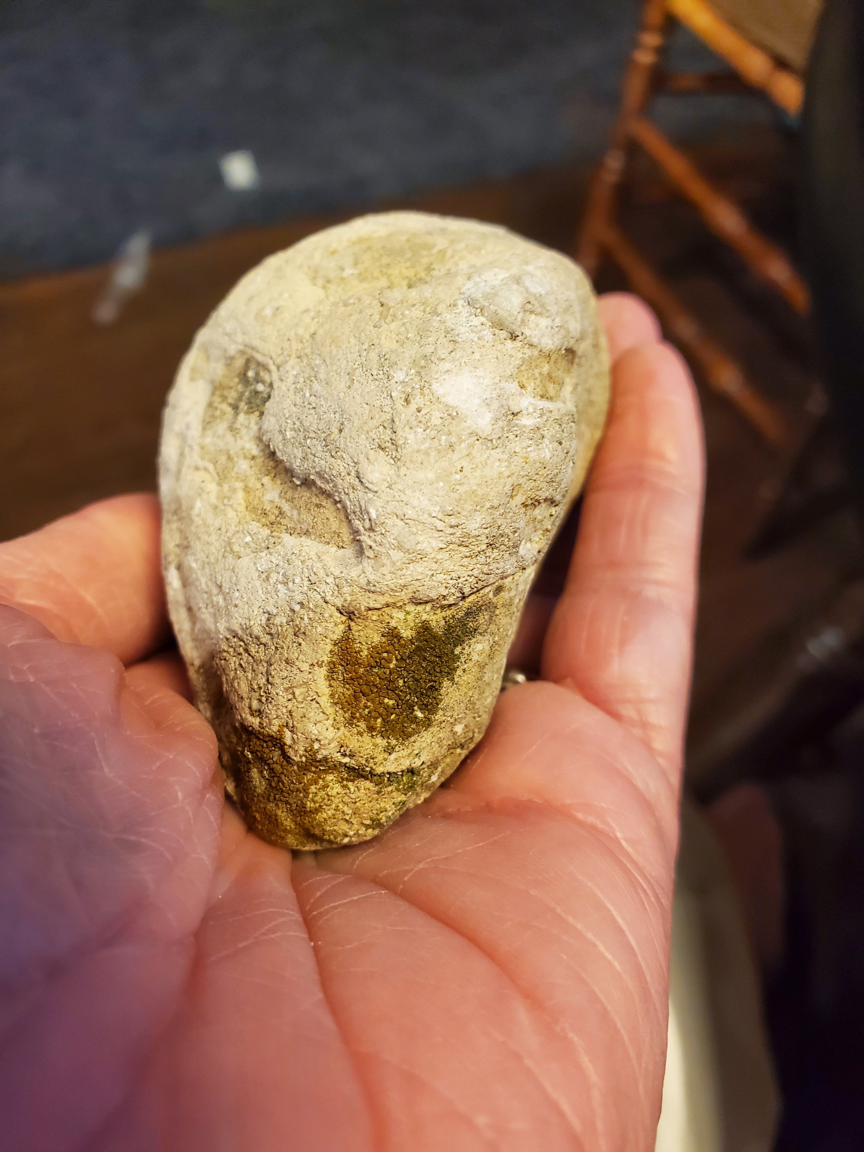 Volcanic fossils - Fossil ID - The Fossil Forum