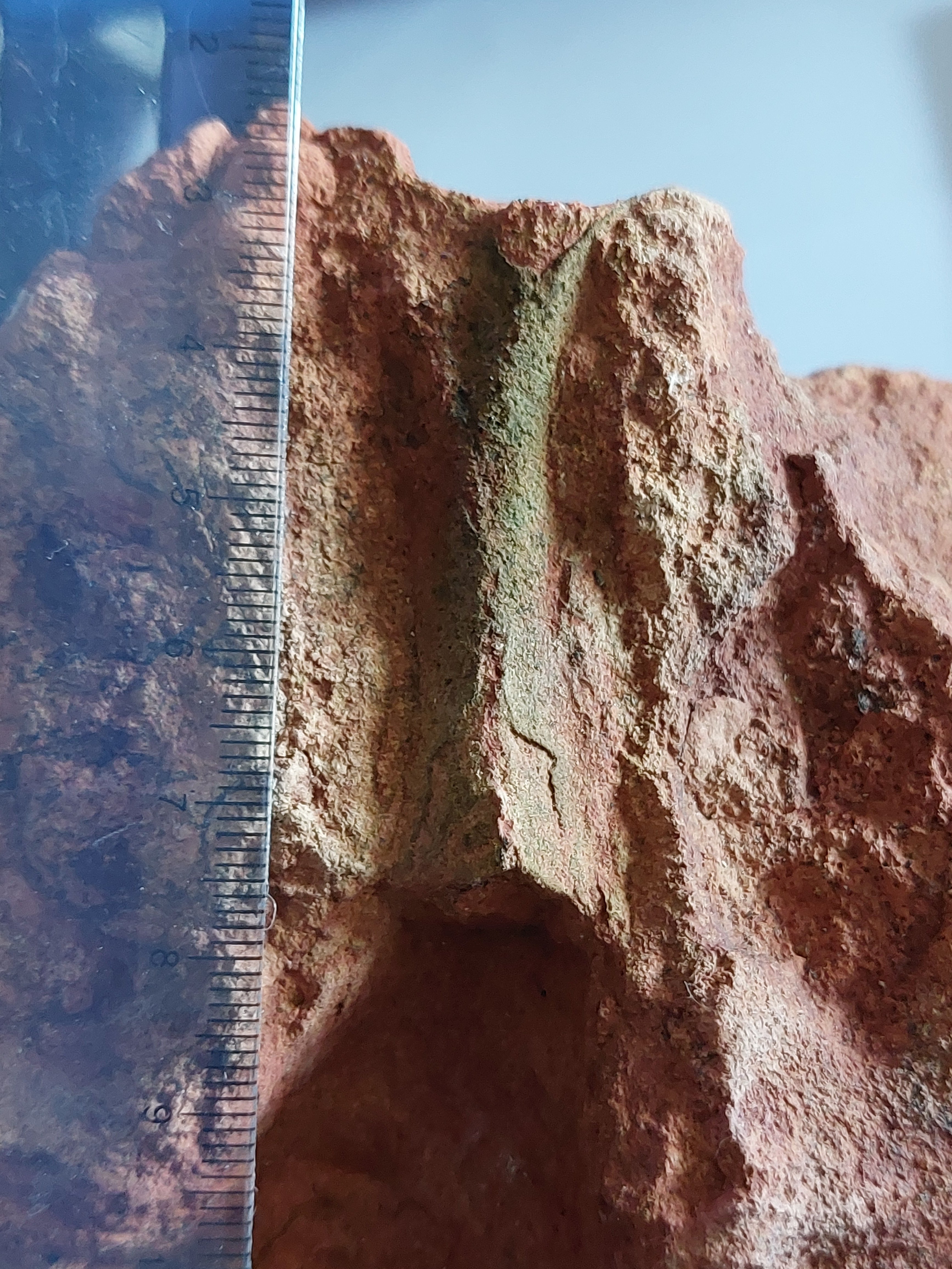Hunstanton Cretaceous mysteries - Fossil ID - The Fossil Forum