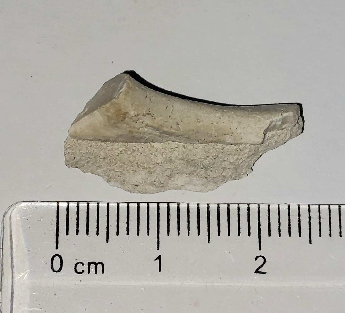 Hunstanton Cretaceous mysteries - Fossil ID - The Fossil Forum