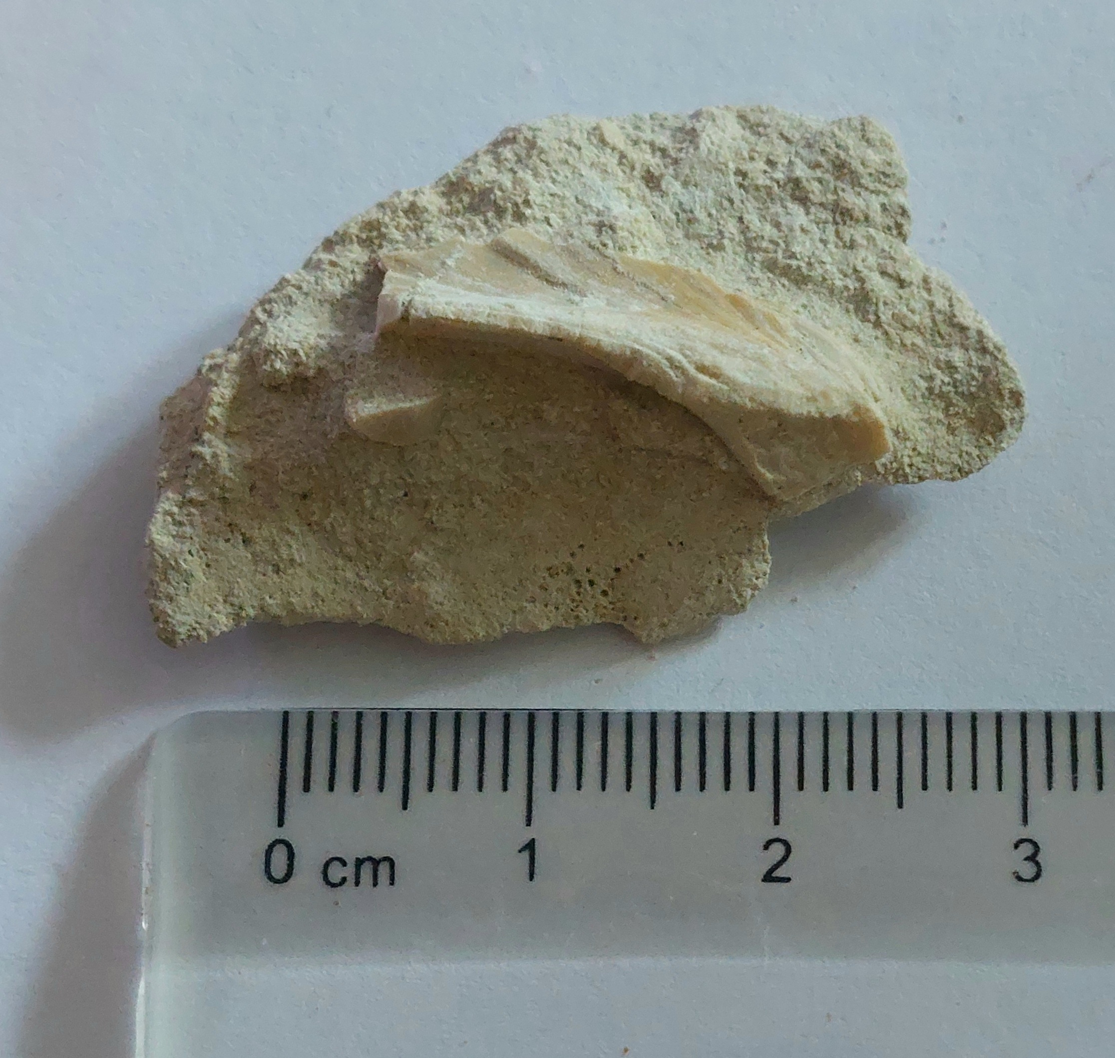 Hunstanton Cretaceous mysteries - Fossil ID - The Fossil Forum