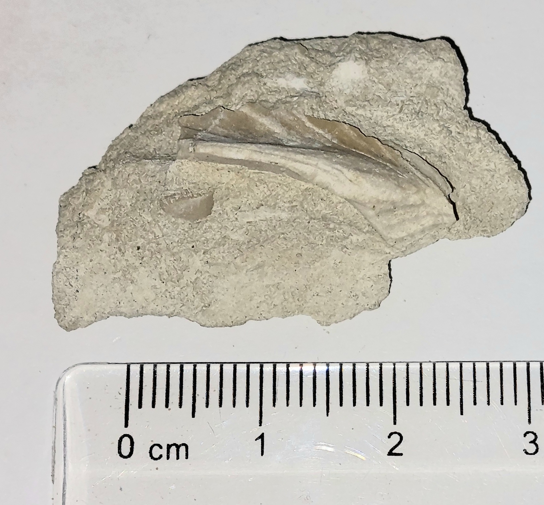 Hunstanton Cretaceous mysteries - Fossil ID - The Fossil Forum