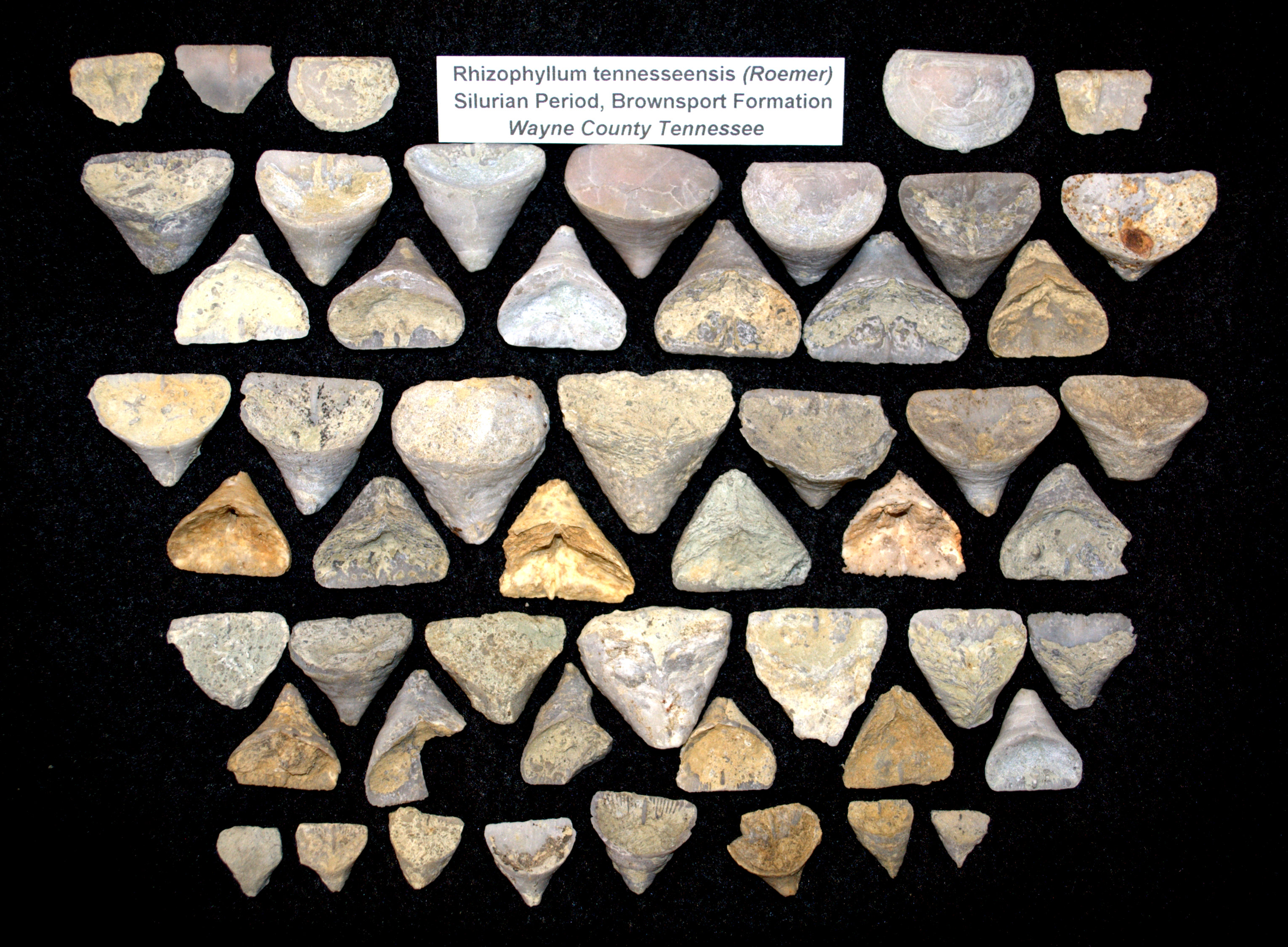 Calceola (Rhizophylum) tennesseensis (Roemer) - Member Collections ...
