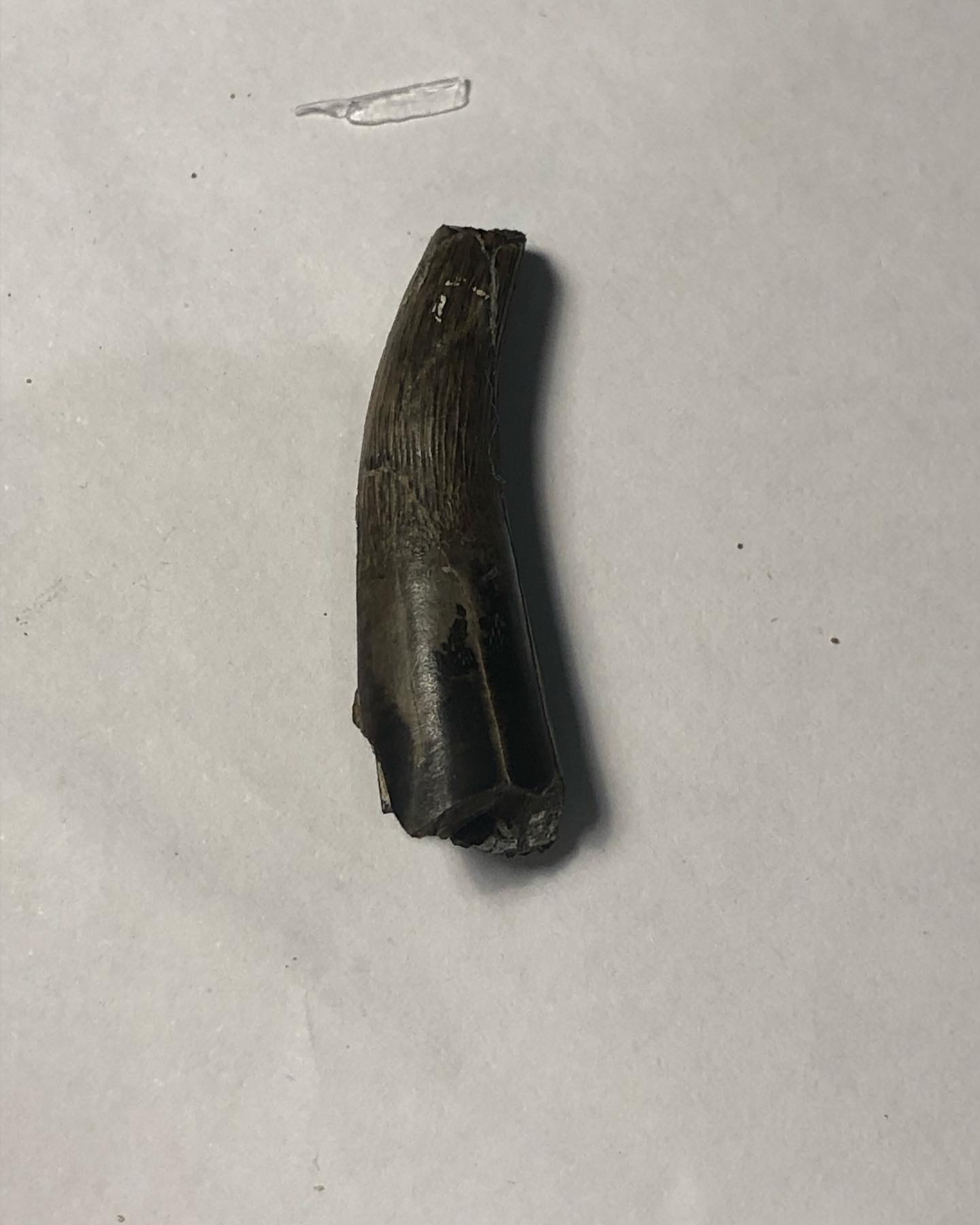Oxford Clay croc tooth? - Fossil ID - The Fossil Forum