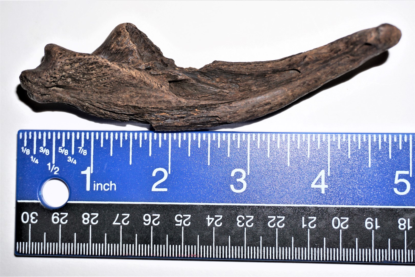 Cooper River S.C. Bone - Fossil ID - The Fossil Forum