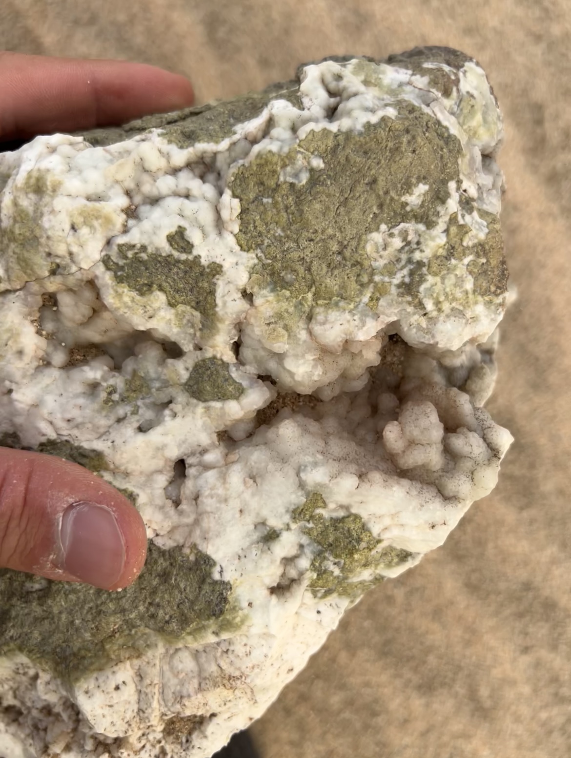 Dolomitized fossil - Fossil ID - The Fossil Forum