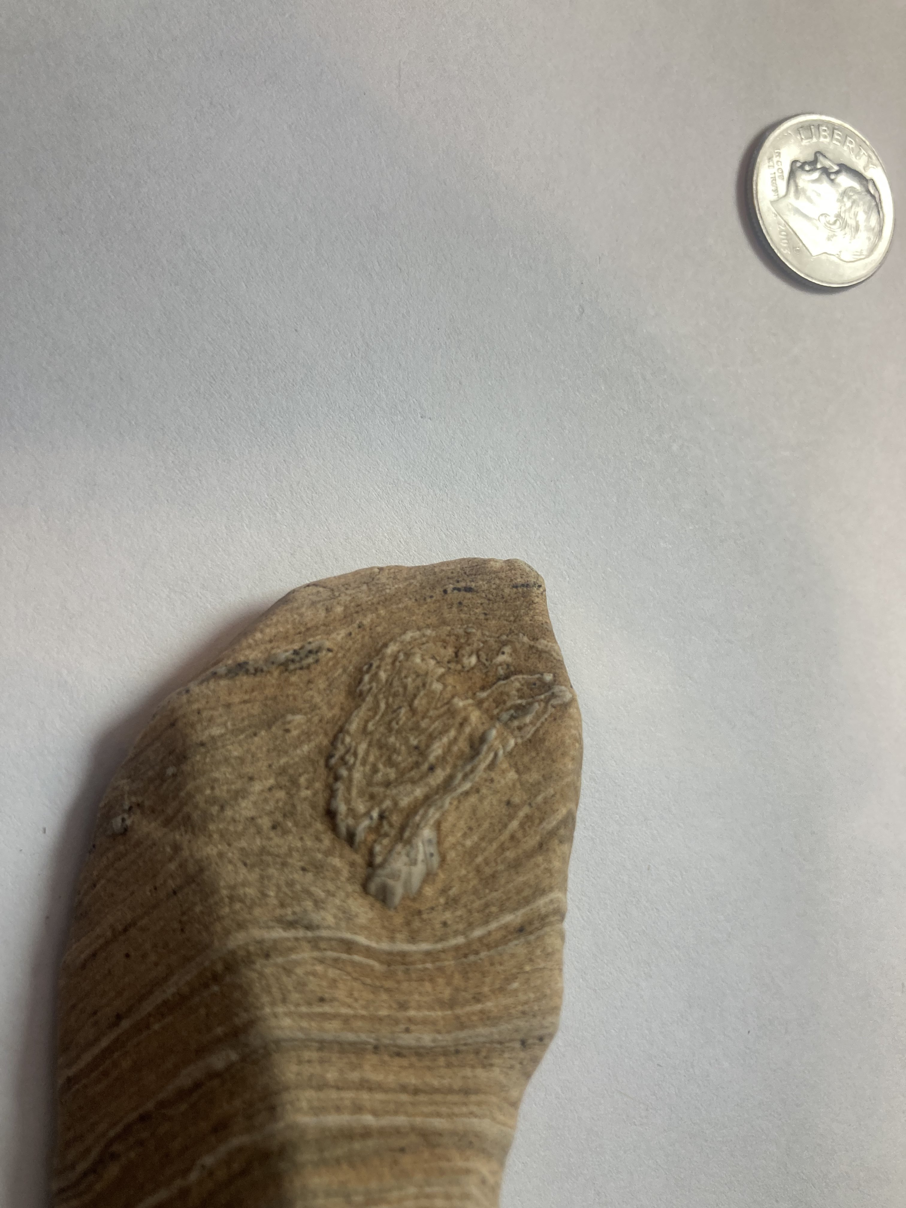 Tooth fossil in sandstone? - Fossil ID - The Fossil Forum