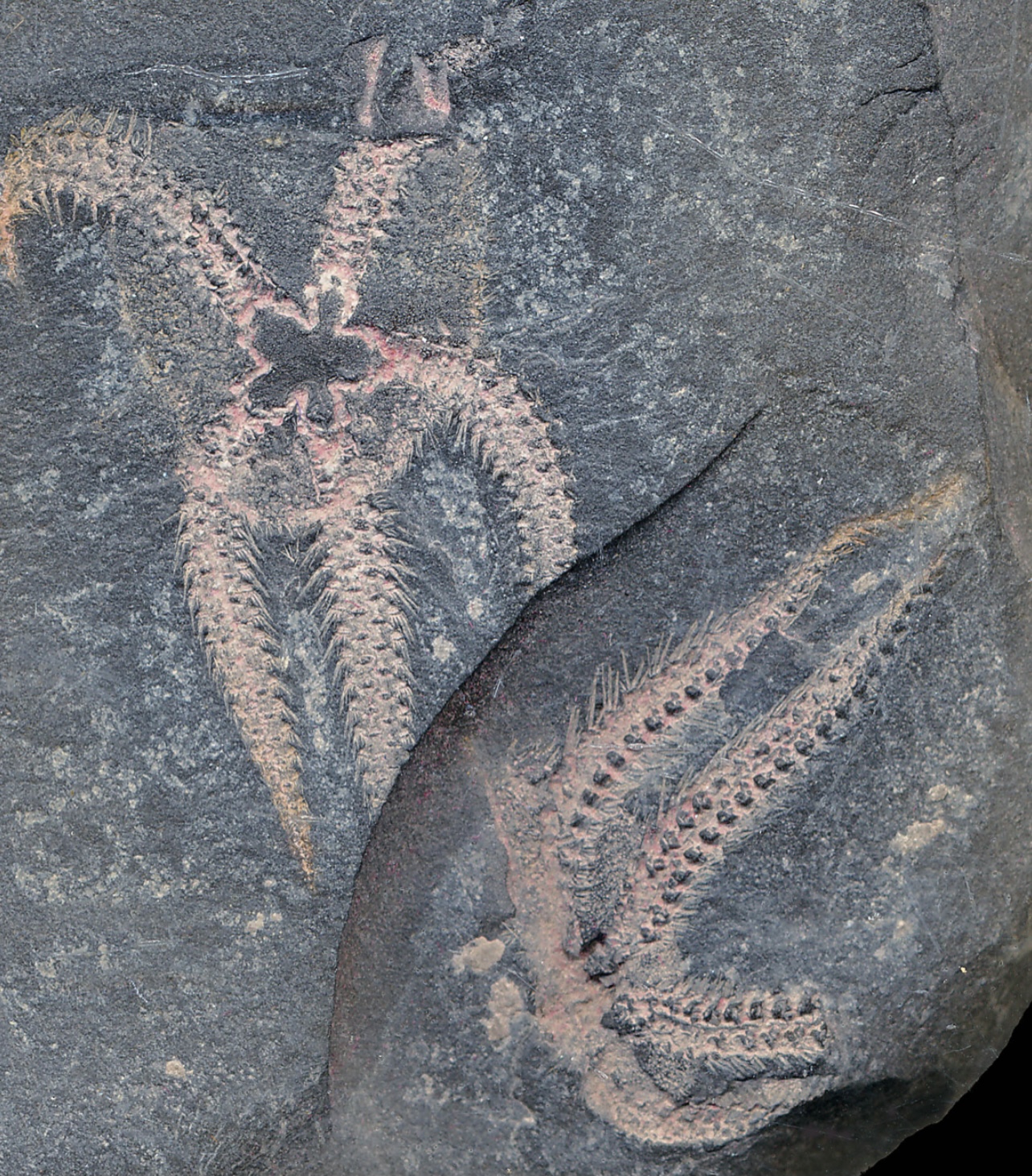 Brittle star (pink?) Real or not real? - Is It Real? How to Recognize ...