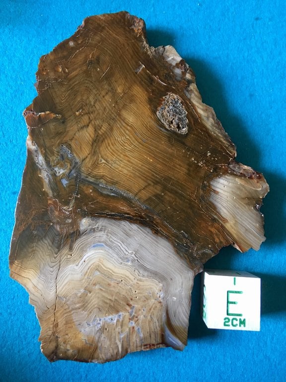 Chromium Petrified Wood?!?! - Fossil ID - The Fossil Forum