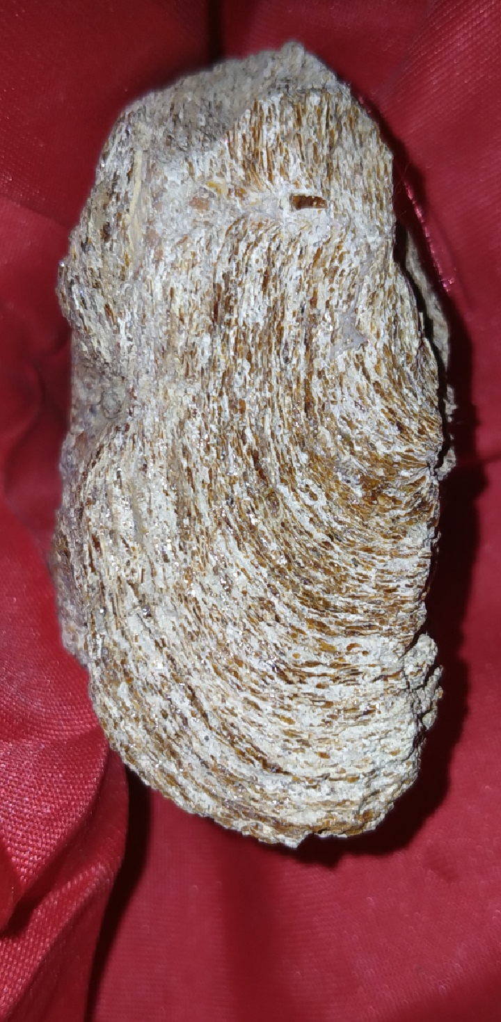 Amber or Semi fossilized tree resin or Petrified wood?? - Fossil ID ...