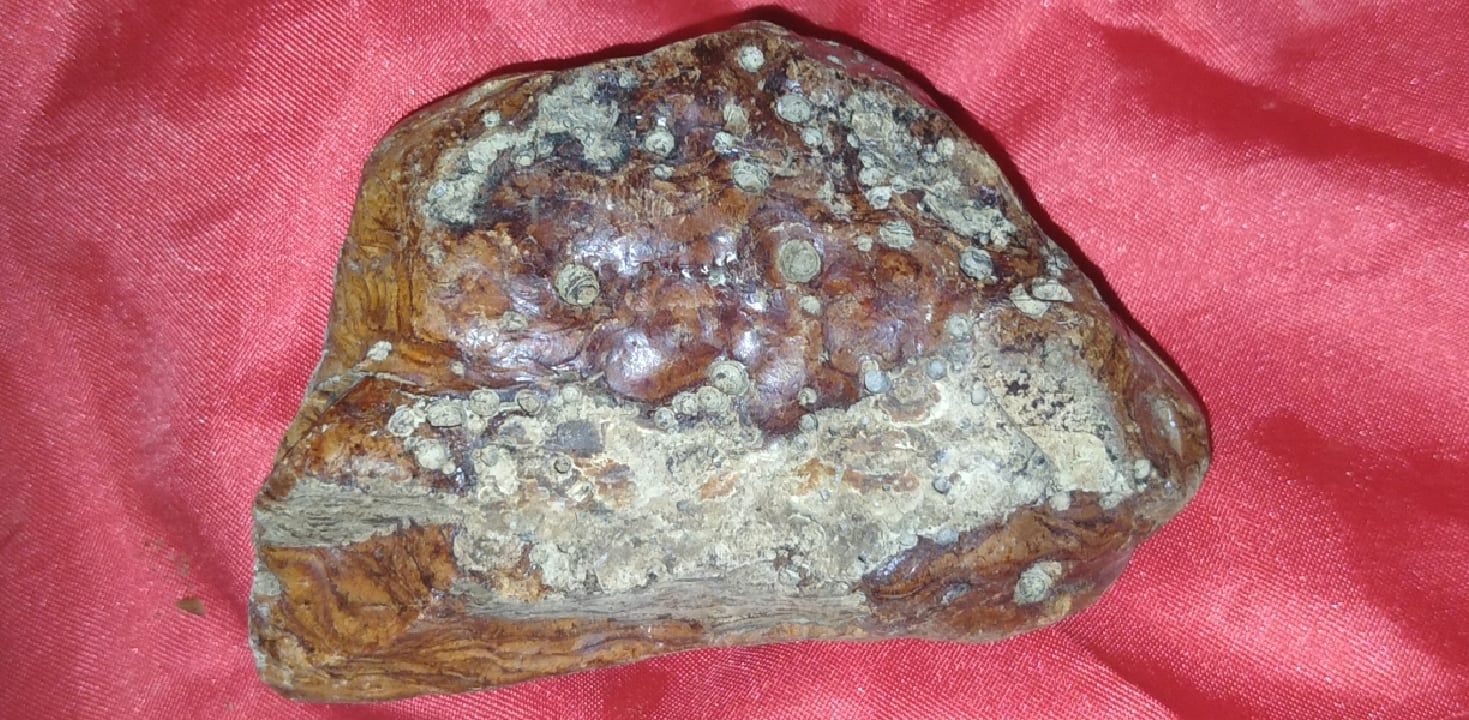 Amber or Semi fossilized tree resin or Petrified wood?? - Fossil ID ...