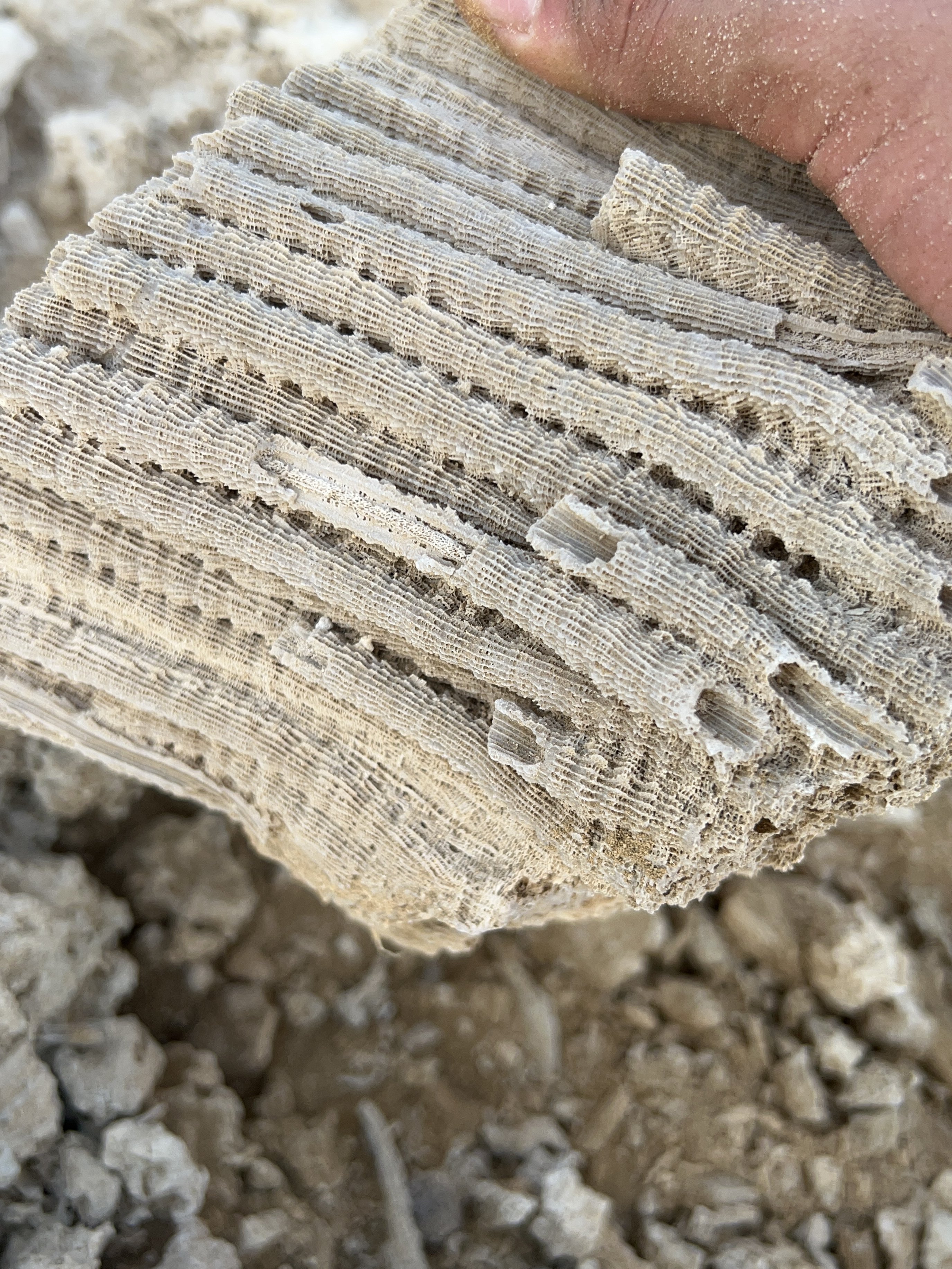 Syringopora? - Fossil ID - The Fossil Forum