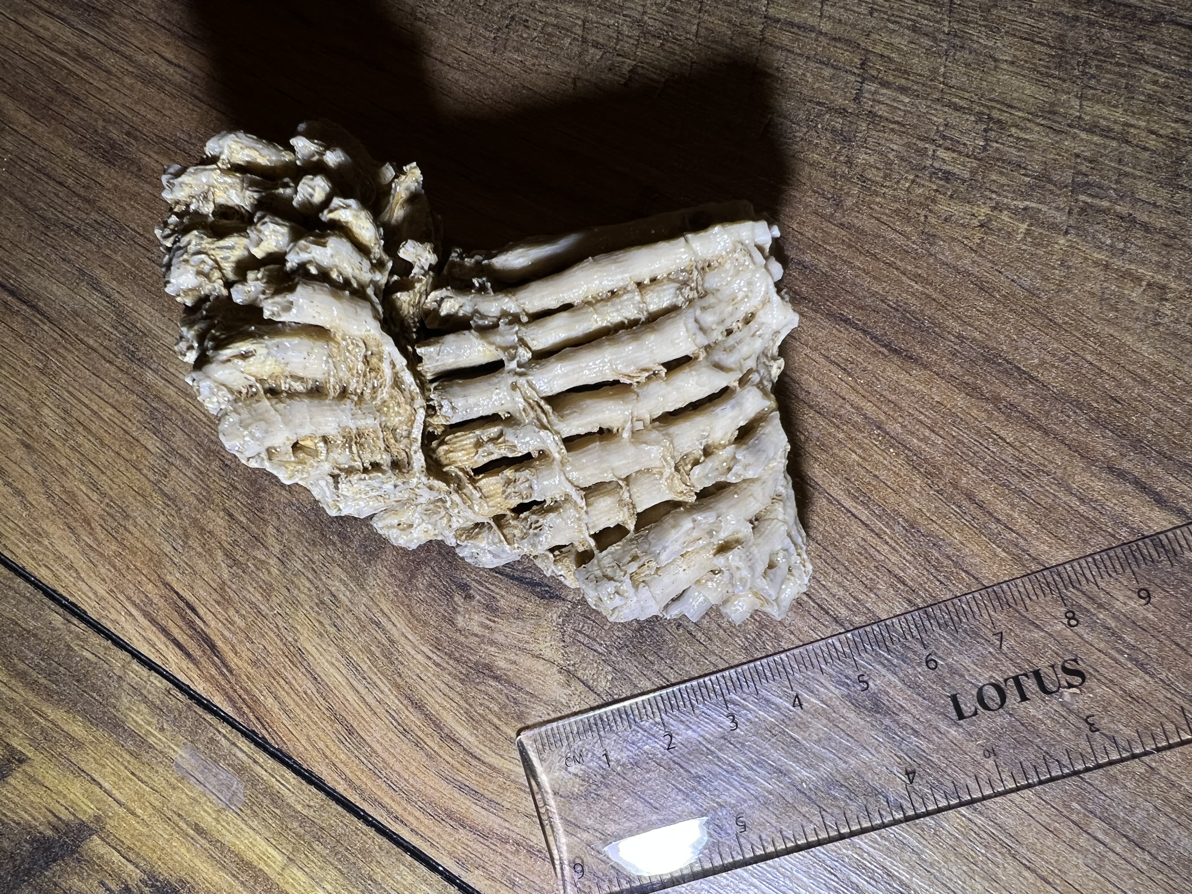 Syringopora? - Fossil ID - The Fossil Forum