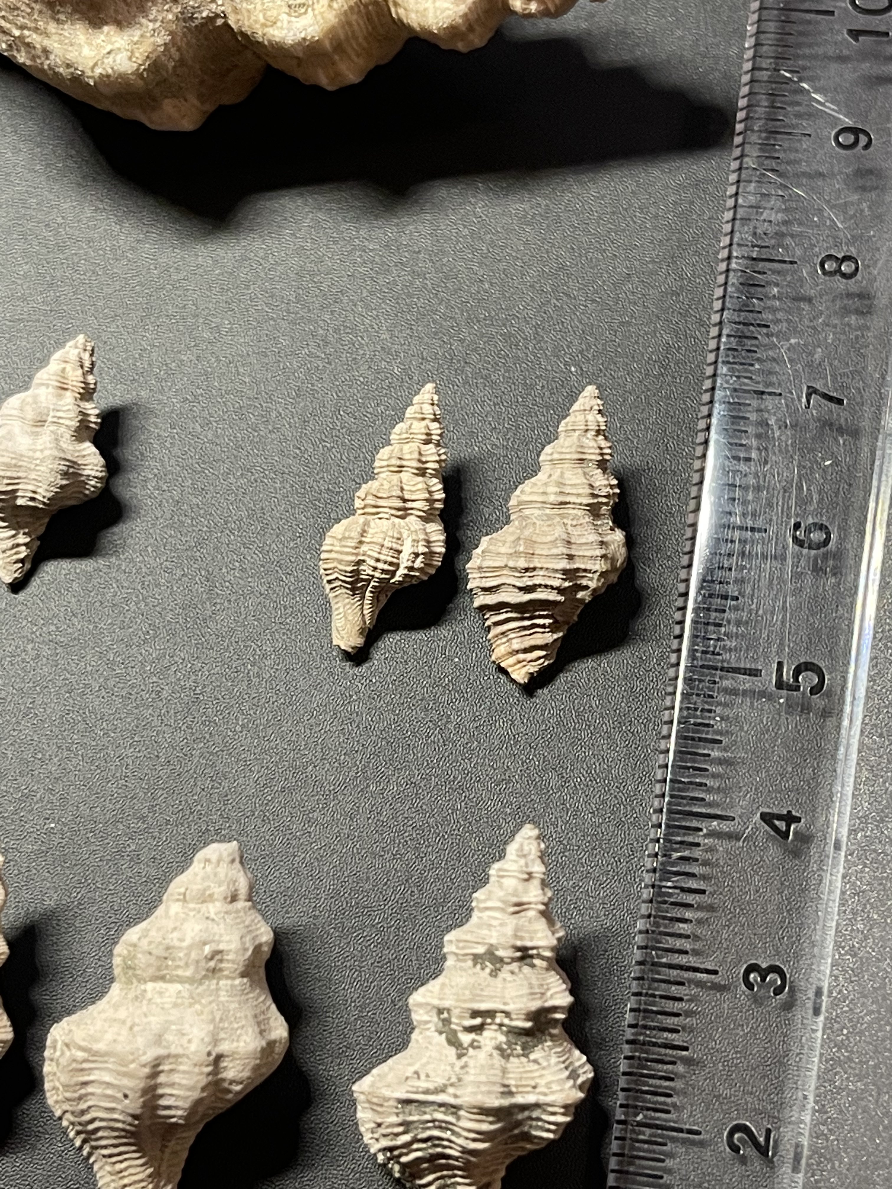 Fusinus sp? Pliocene South of France - Fossil ID - The Fossil Forum