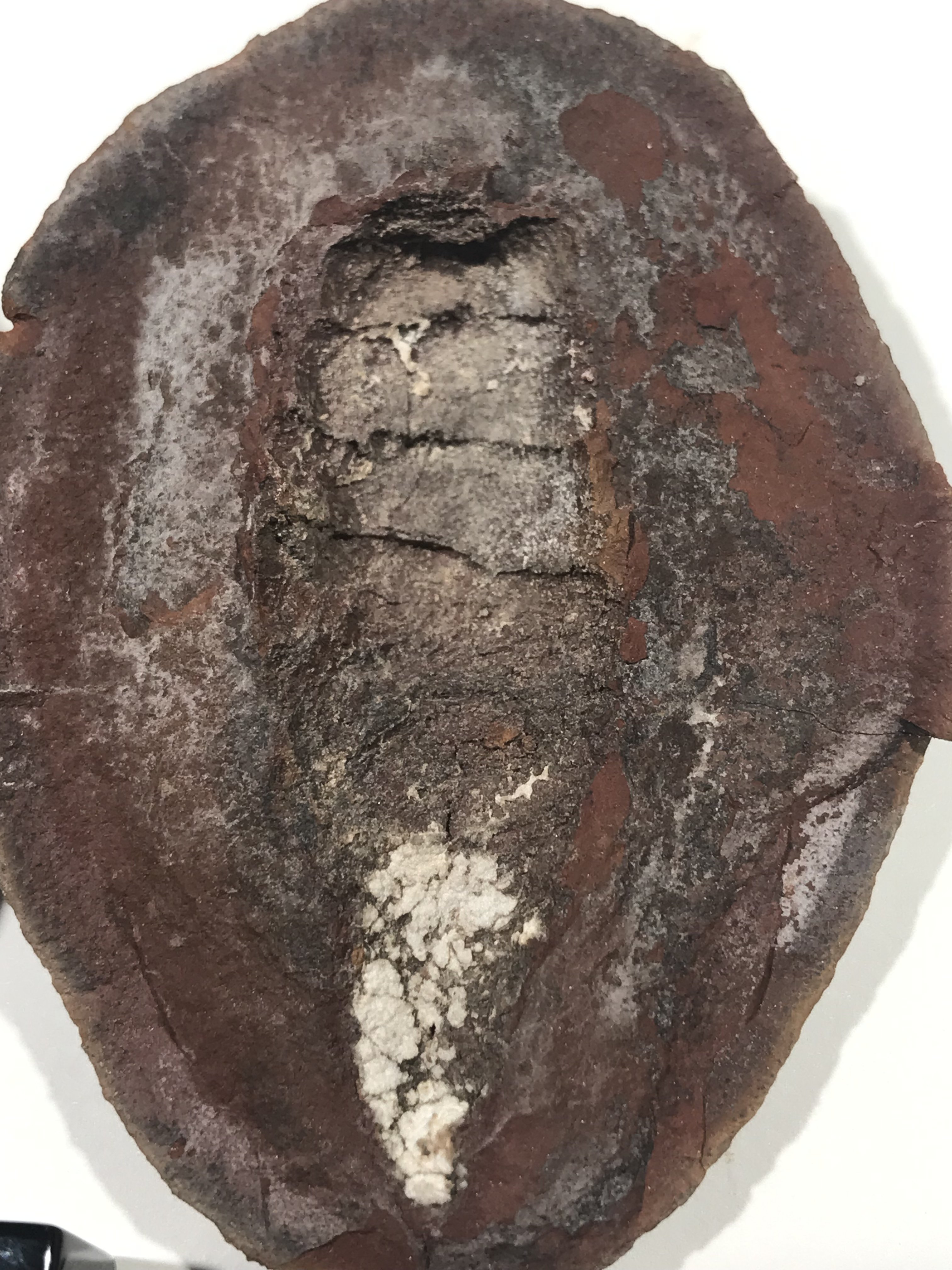 A Few Mazon Creek Fish, etc. - Member Collections - The Fossil Forum