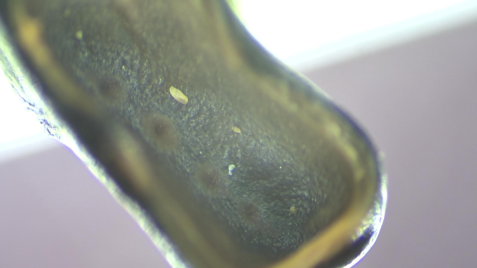Lance formation teeth - Micro-paleontology - The Fossil Forum