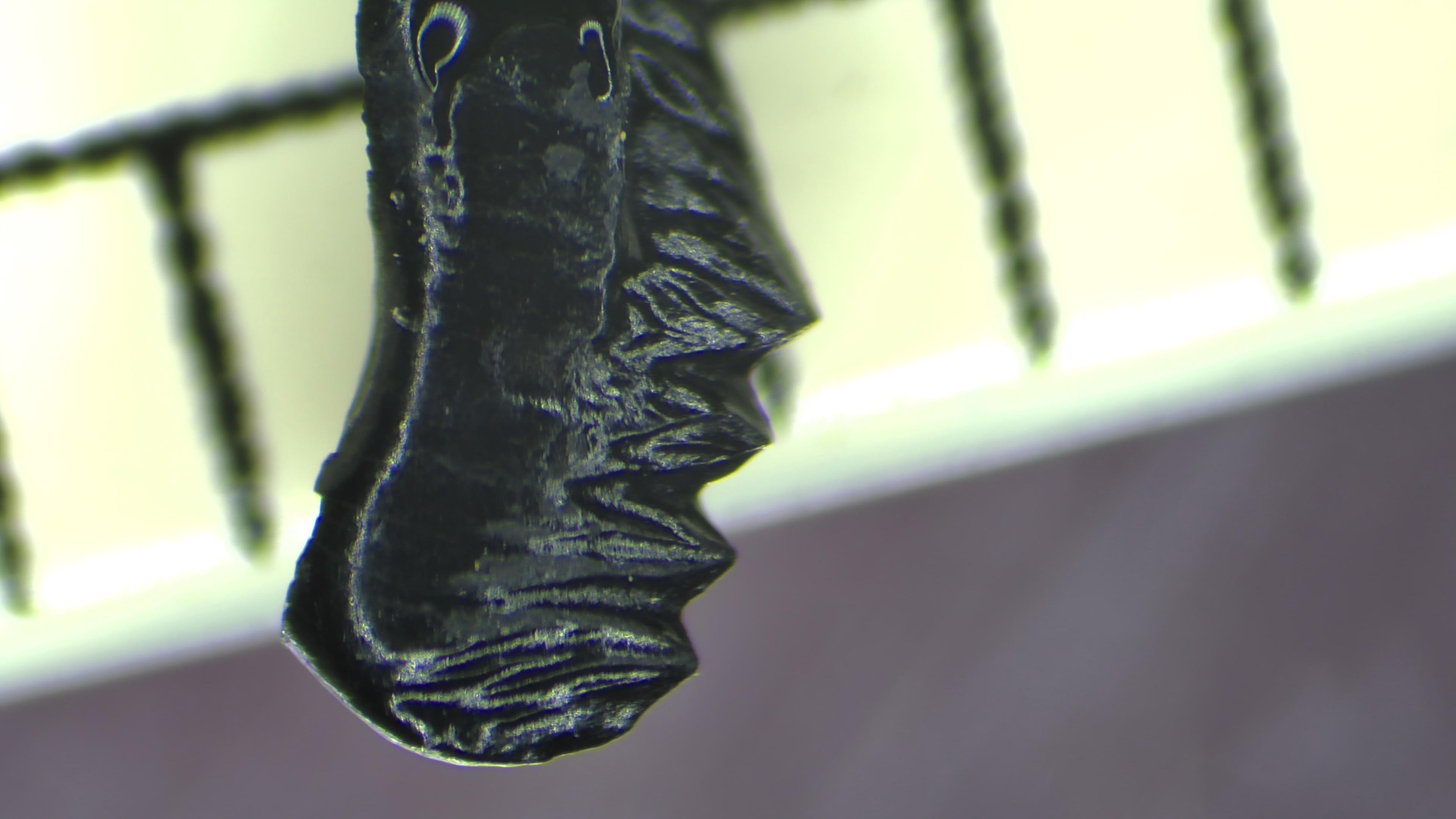 Lance formation teeth - Micro-paleontology - The Fossil Forum