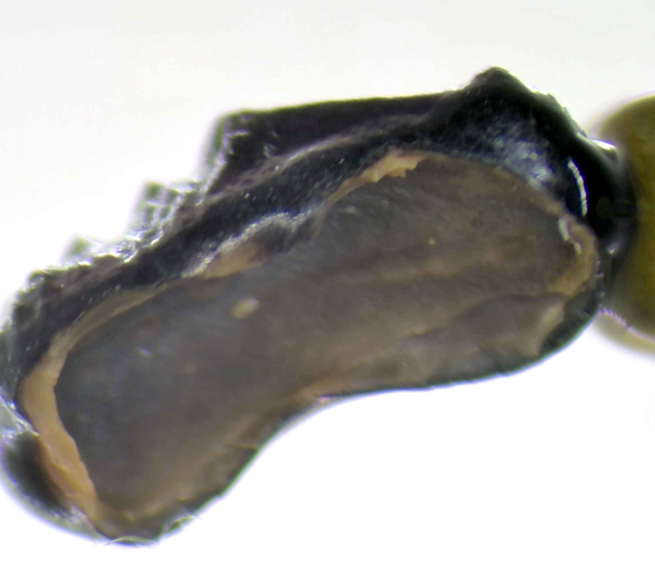 Lance formation teeth - Micro-paleontology - The Fossil Forum