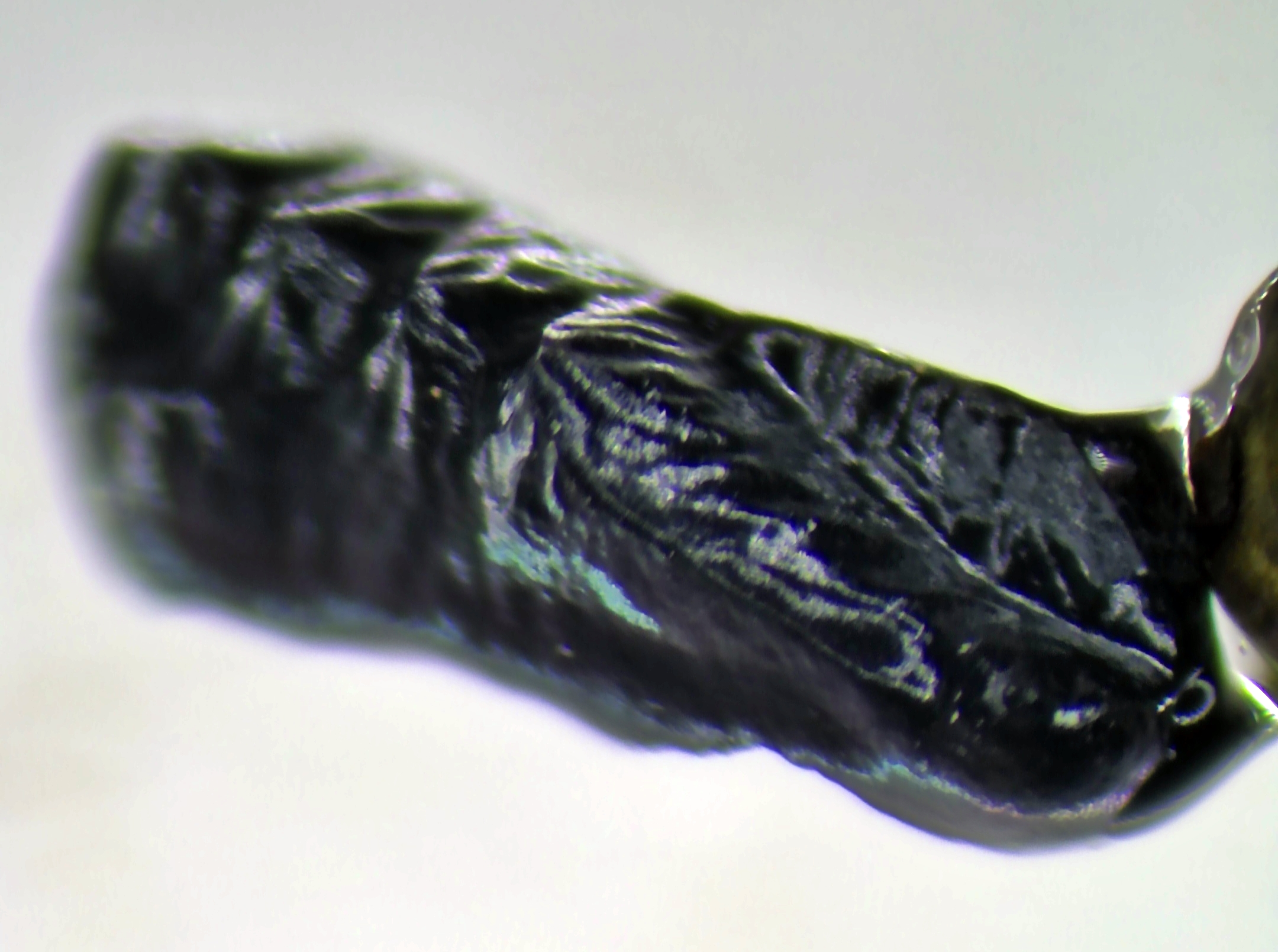 Lance formation teeth - Micro-paleontology - The Fossil Forum
