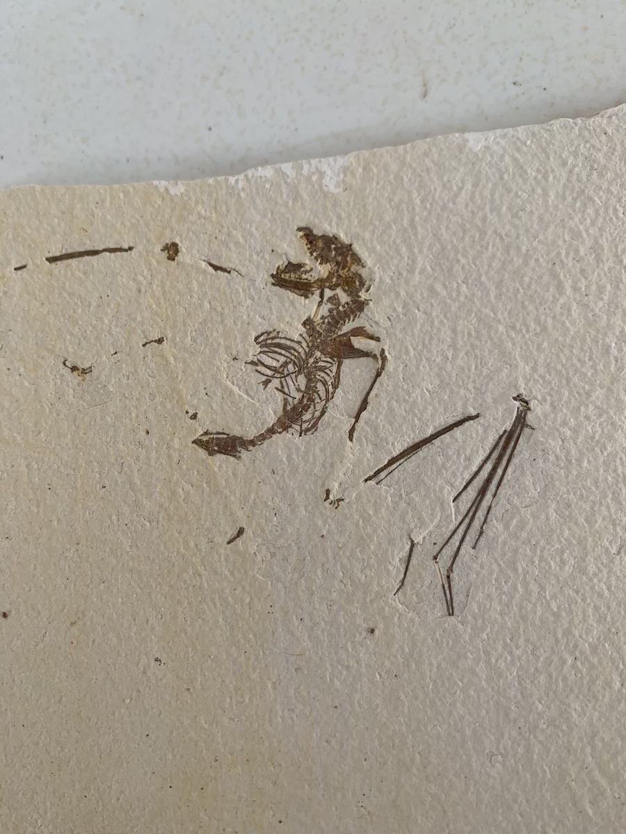 Bats in the Butte - Partners in Paleontology - Member Contributions to ...