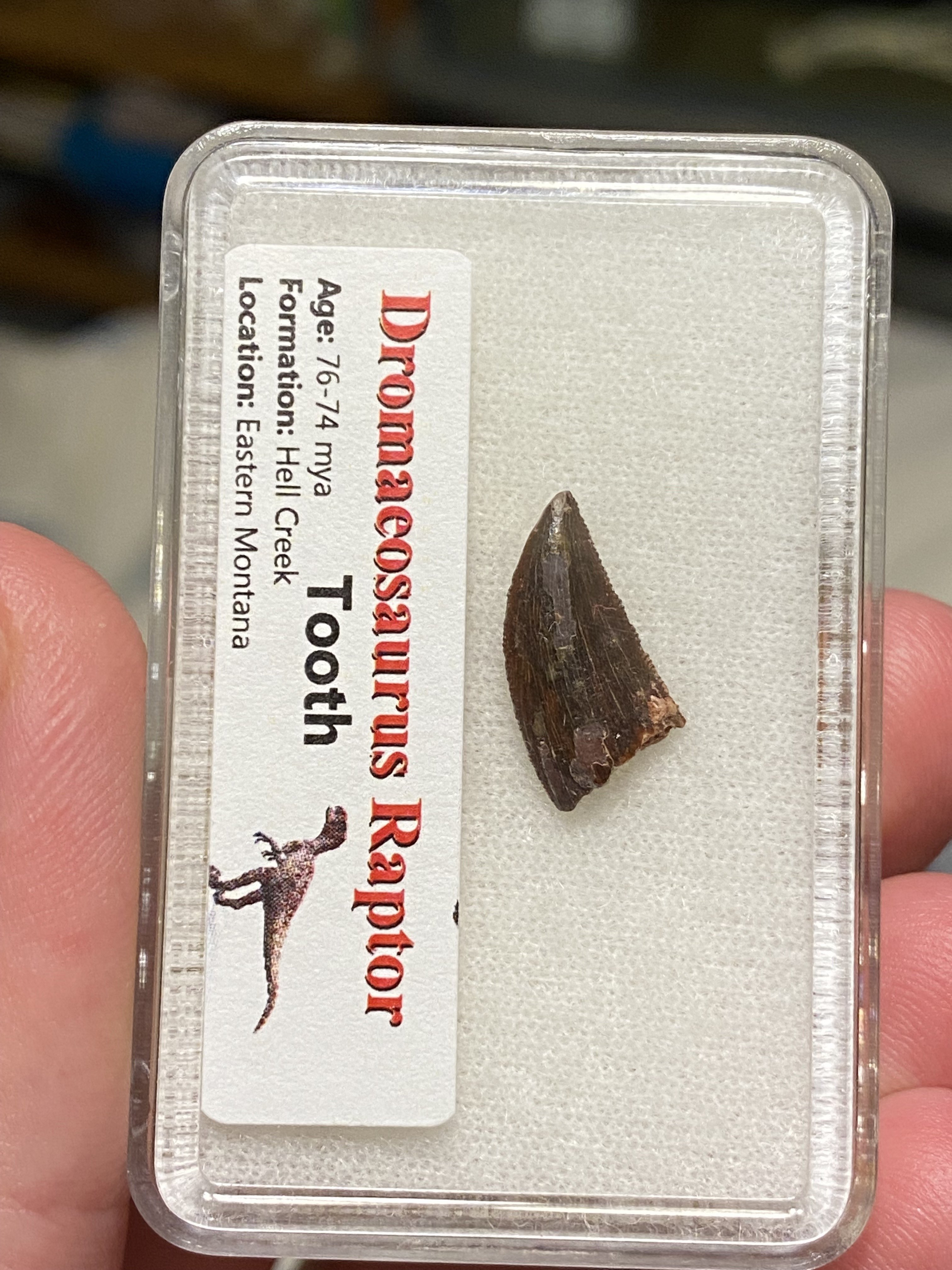 Identification of Dromaeosaurus Tooth - Fossil ID - The Fossil Forum