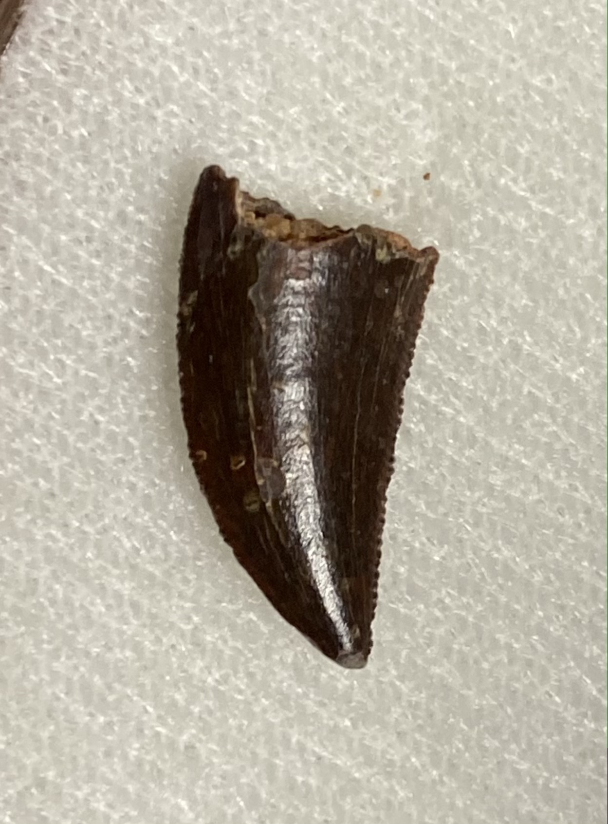 Identification of Dromaeosaurus Tooth - Fossil ID - The Fossil Forum