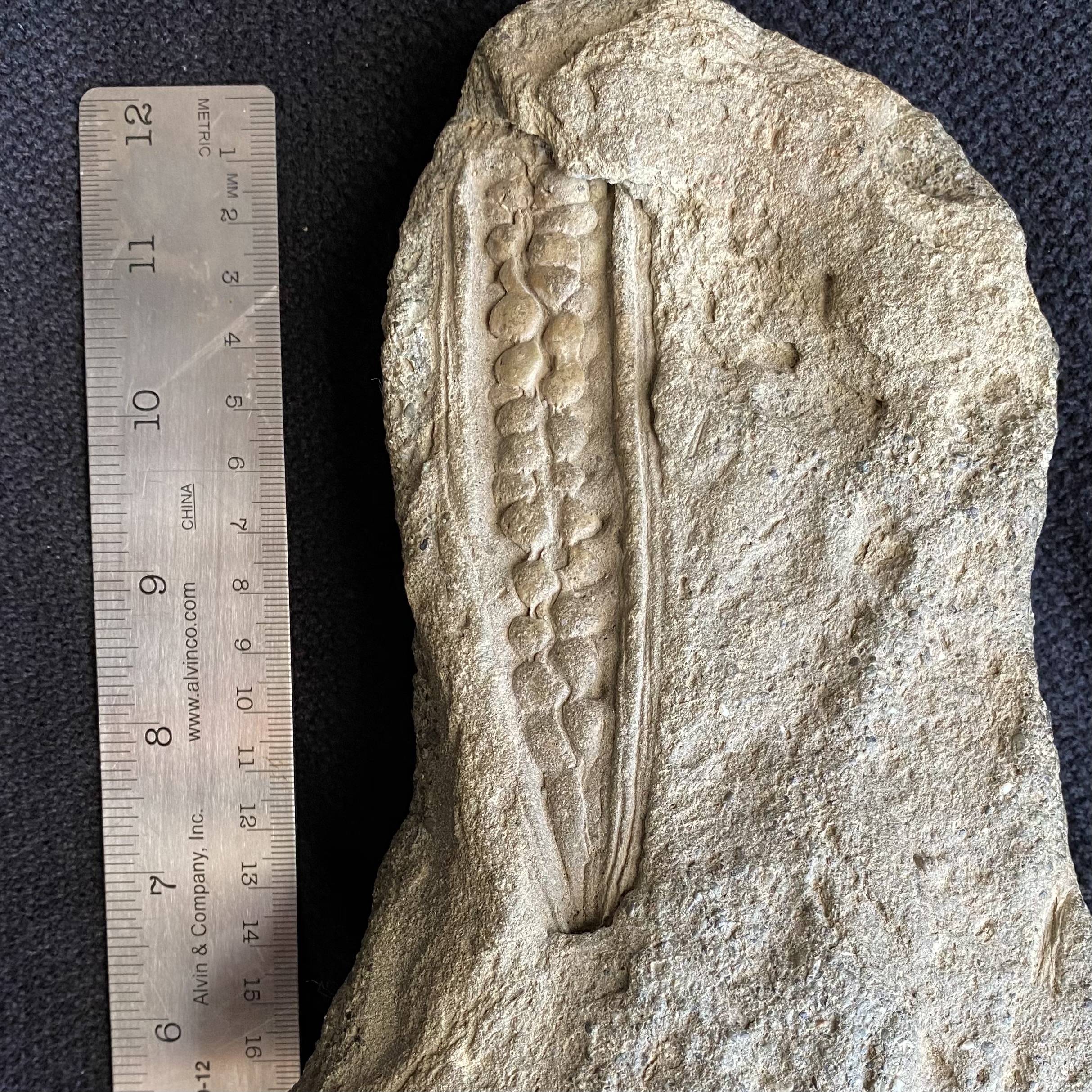 Unknown Seed pod? I found over a decade ago, on the beach in the Osa ...